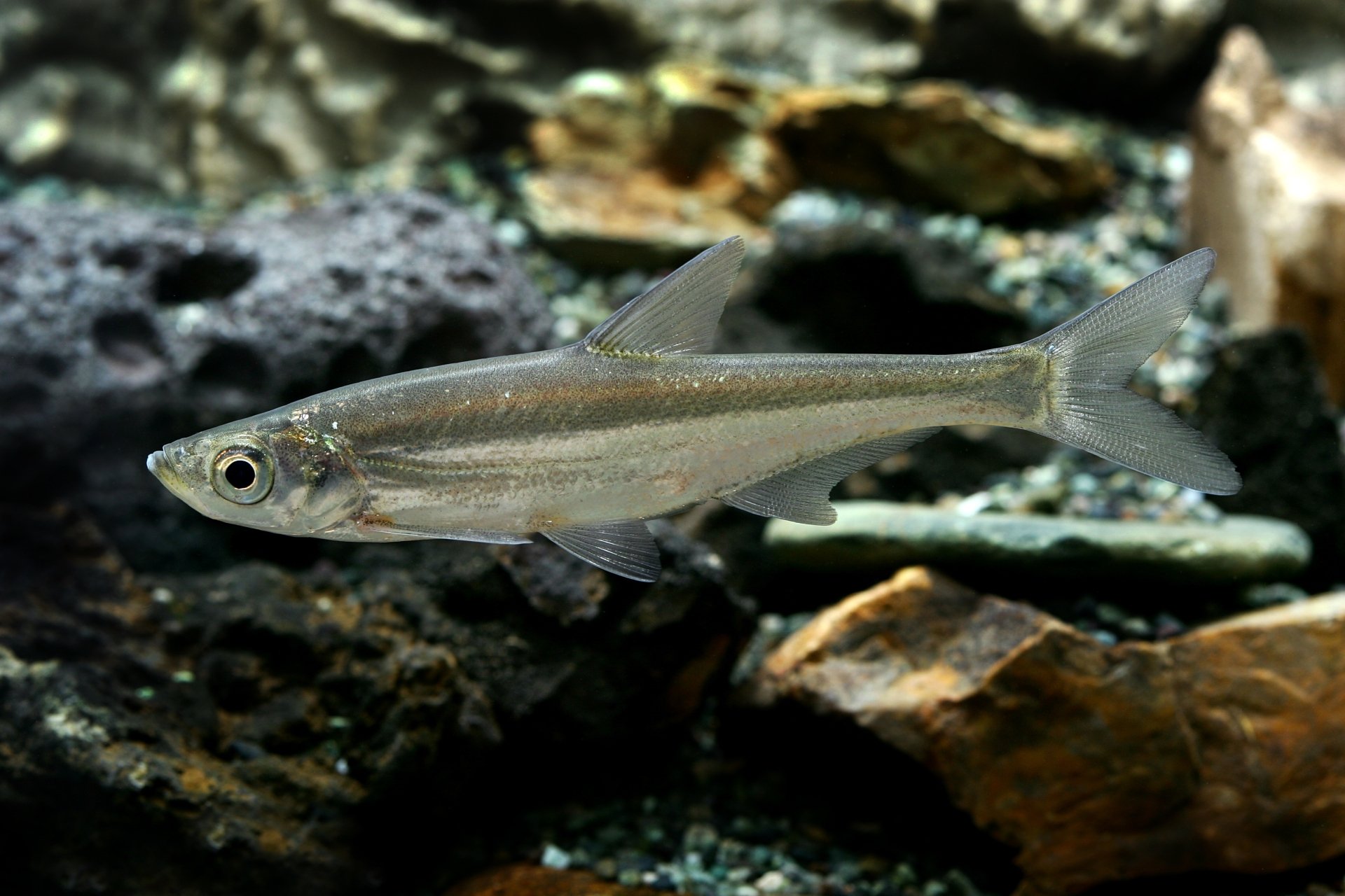 Download Sea Life Animal Fish HD Wallpaper