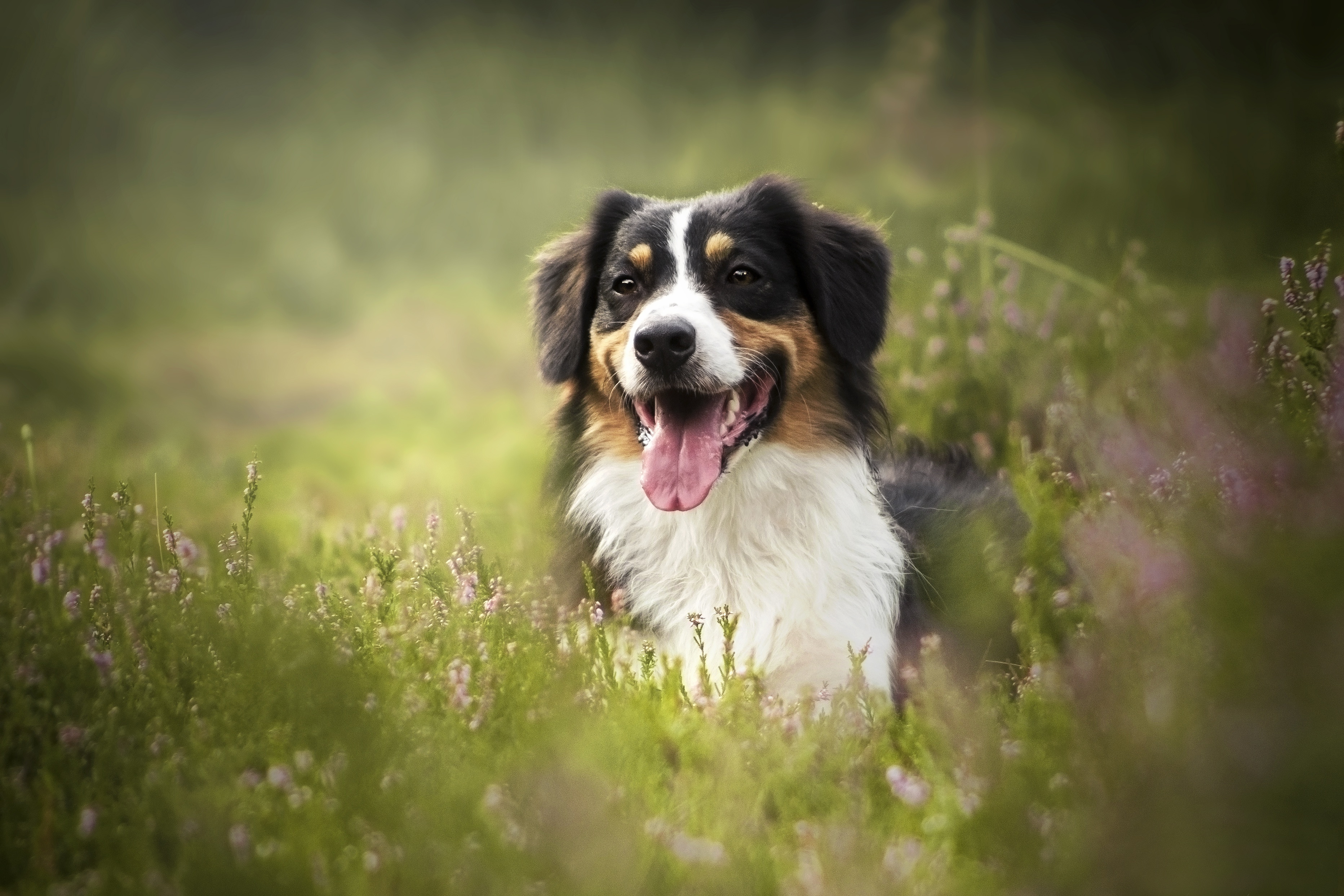 Download Blur Nature Dog Animal Australian Shepherd HD Wallpaper
