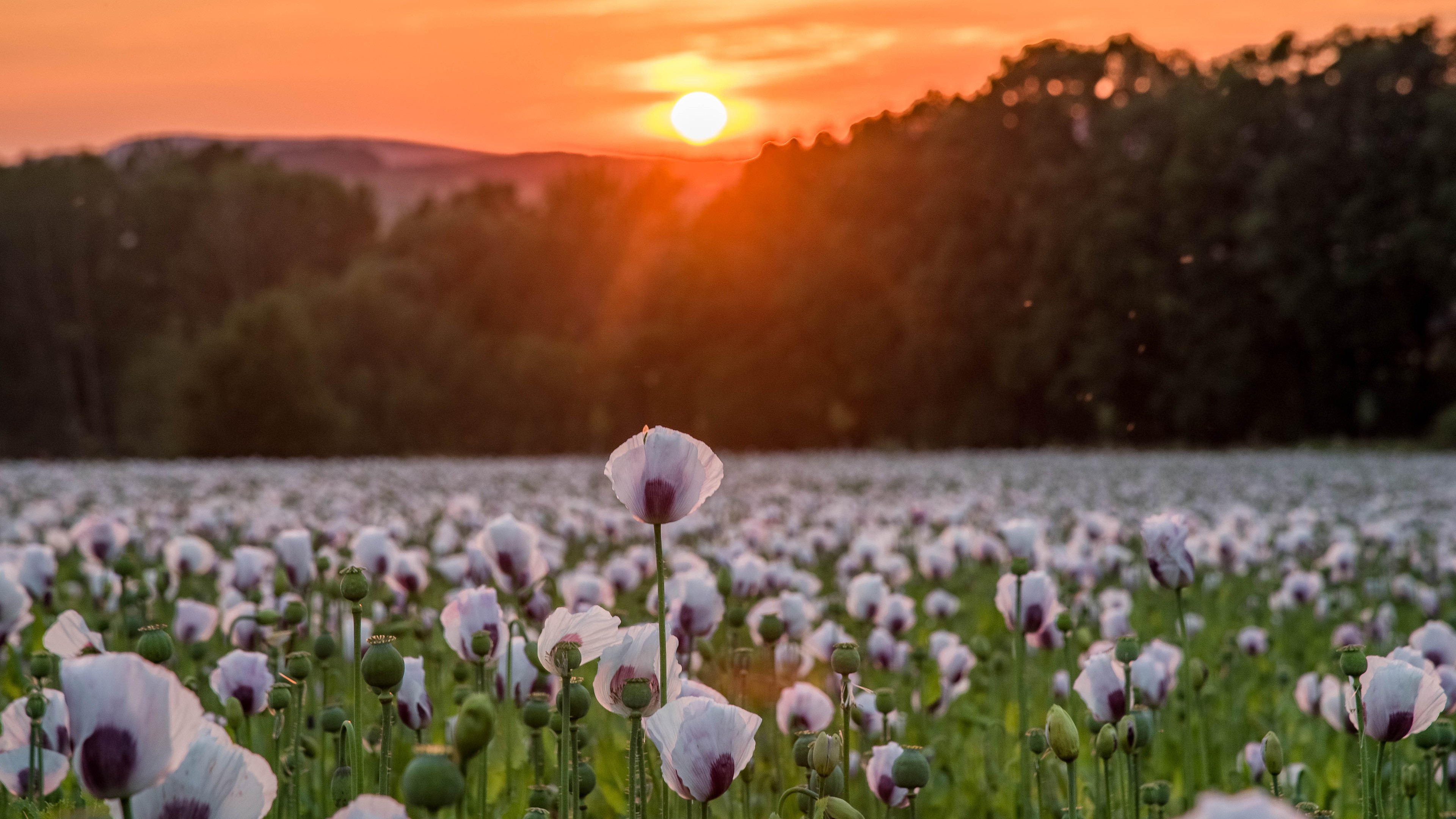 Download Nature Flower 4k Ultra HD Wallpaper