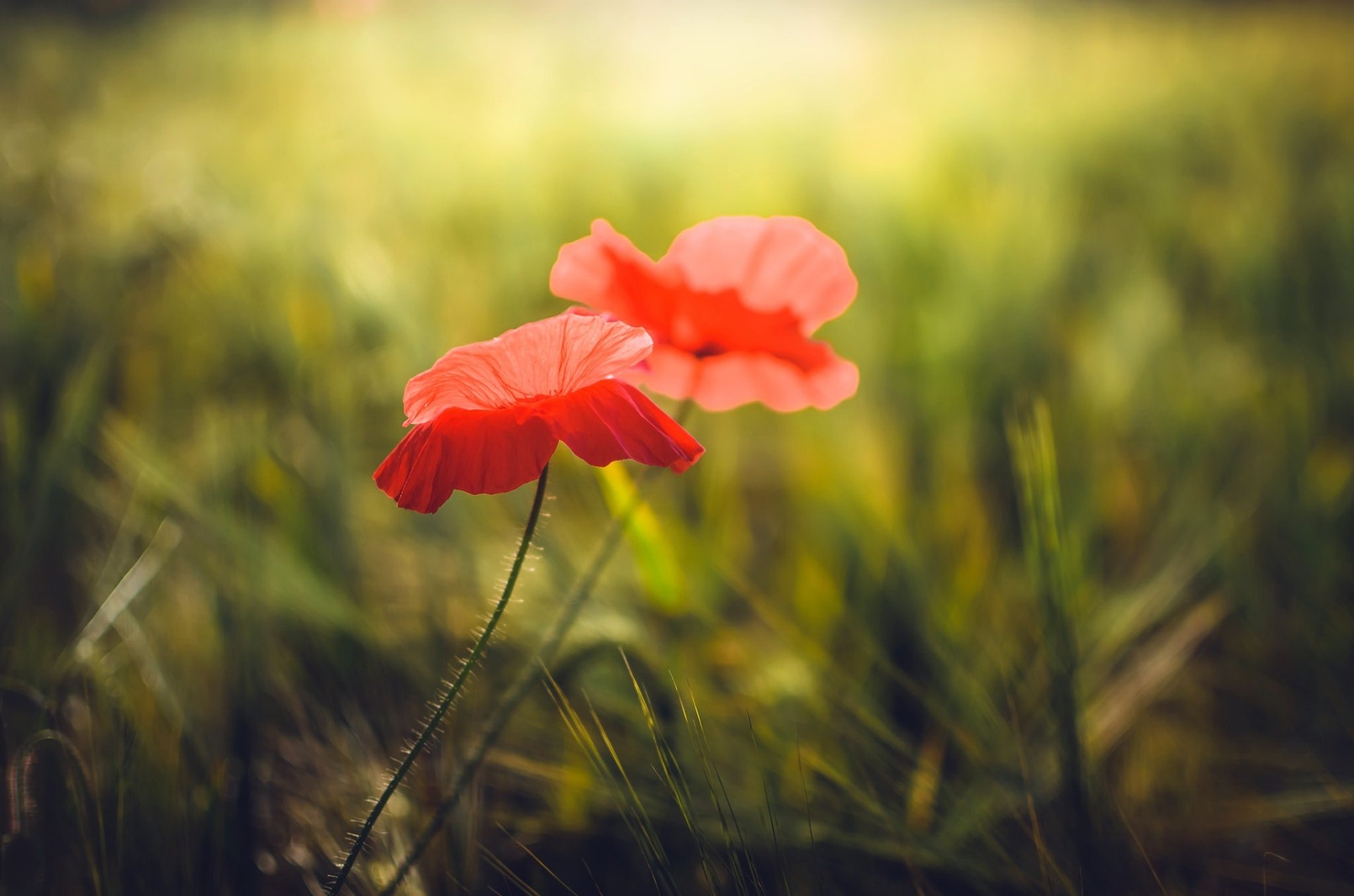 Download Close-up Summer Red Flower Flower Nature Poppy HD Wallpaper ...
