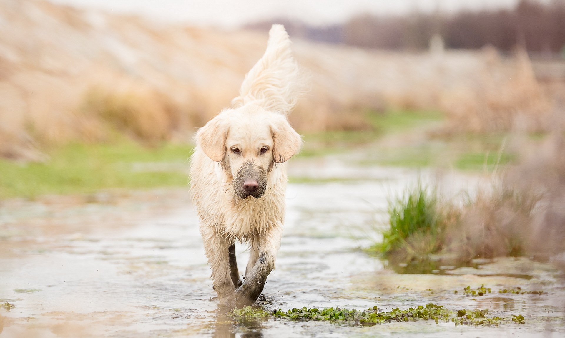 Download Muzzle Water Depth Of Field Animal Dog HD Wallpaper