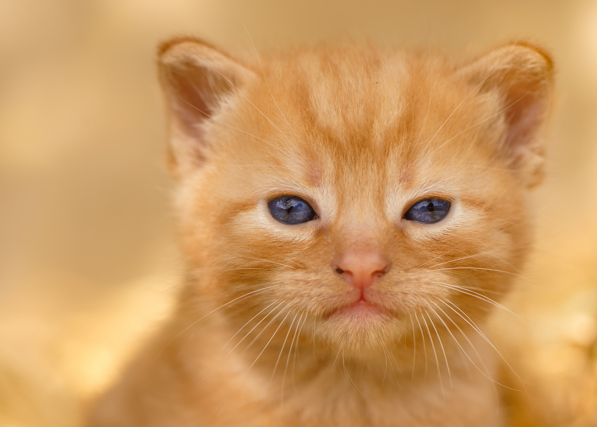 Download Baby Animal Kitten Animal Cat HD Wallpaper