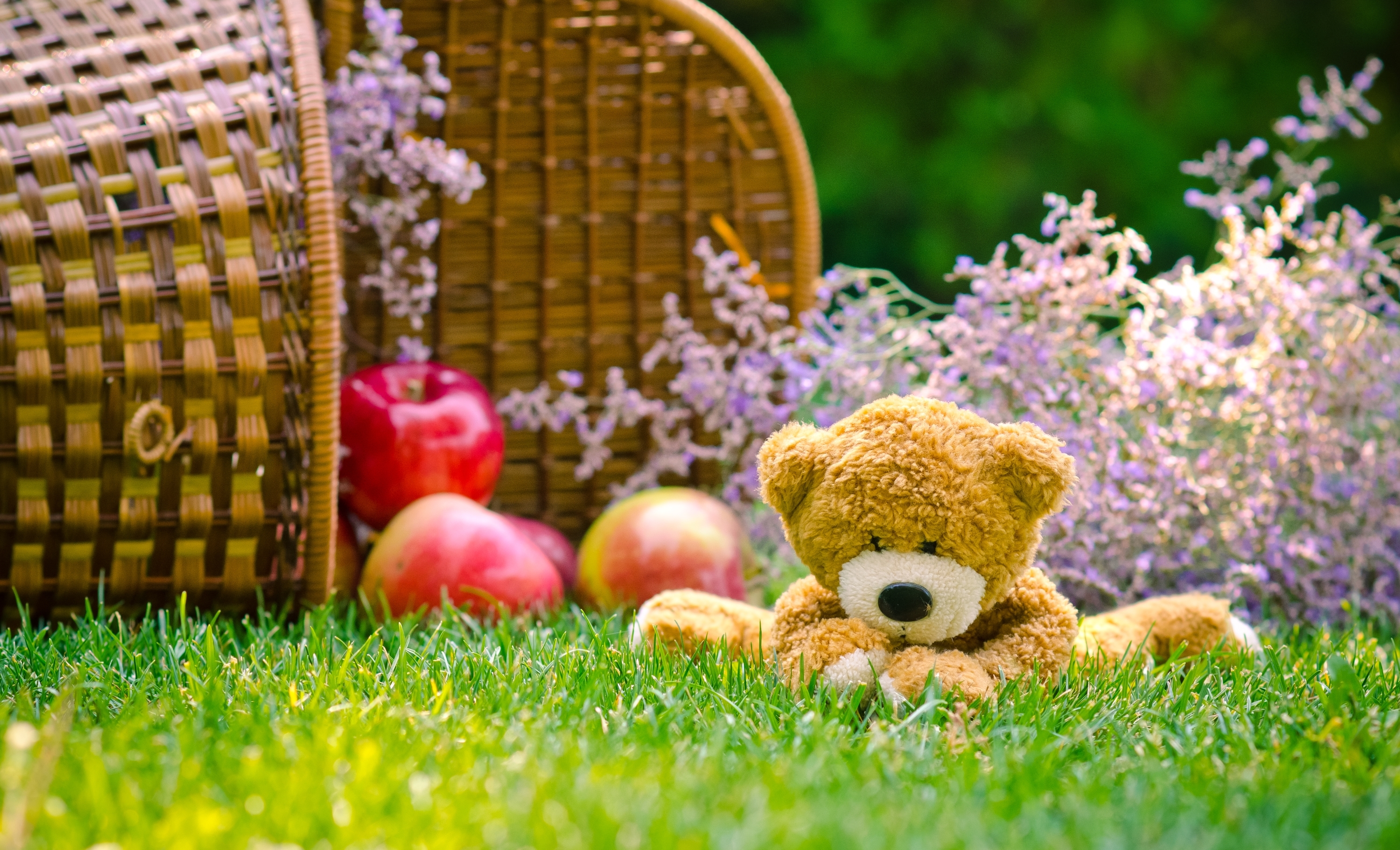 Download Basket Apple Grass Teddy Bear Man Made Stuffed Animal HD Wallpaper