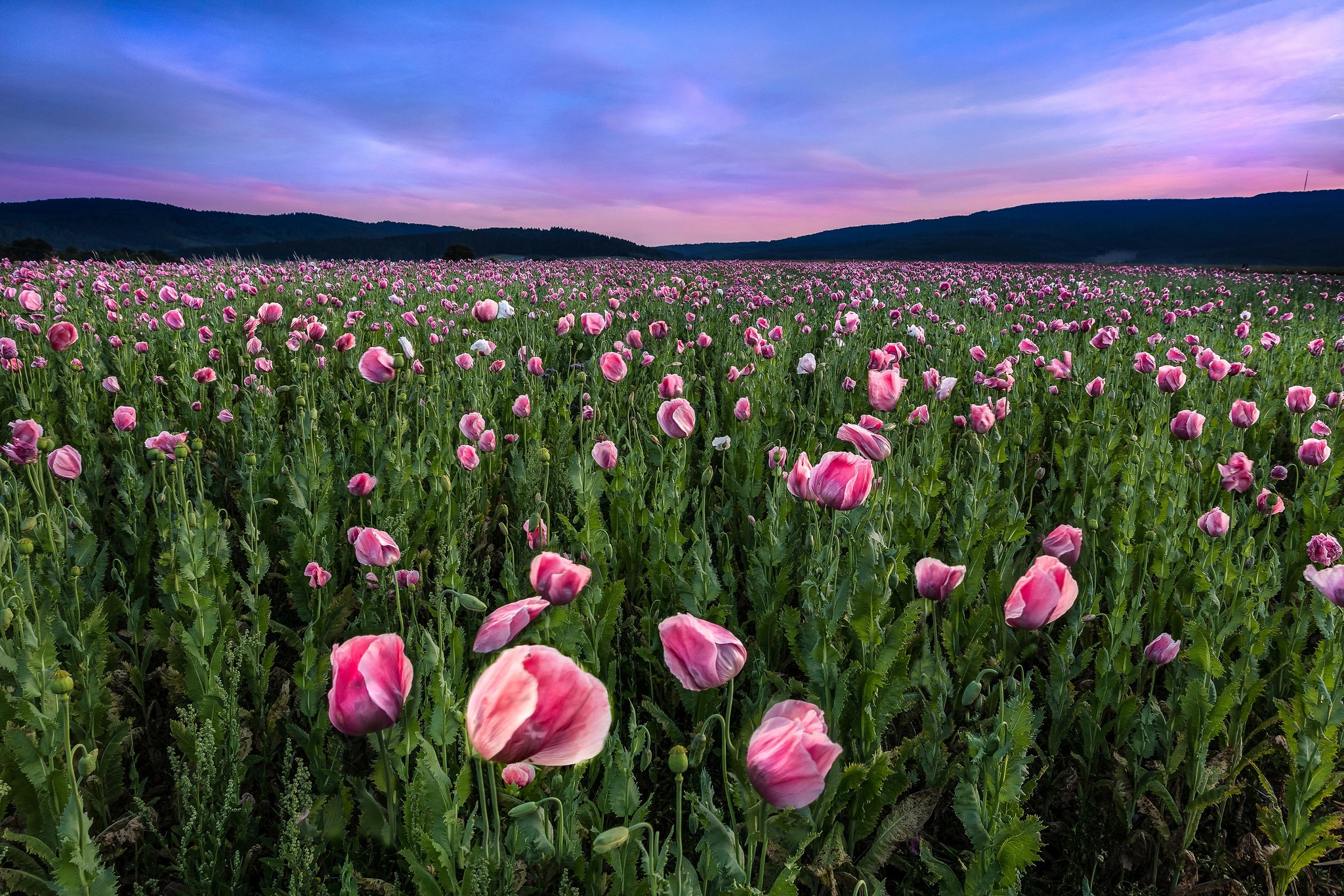 Poppy HD Wallpaper