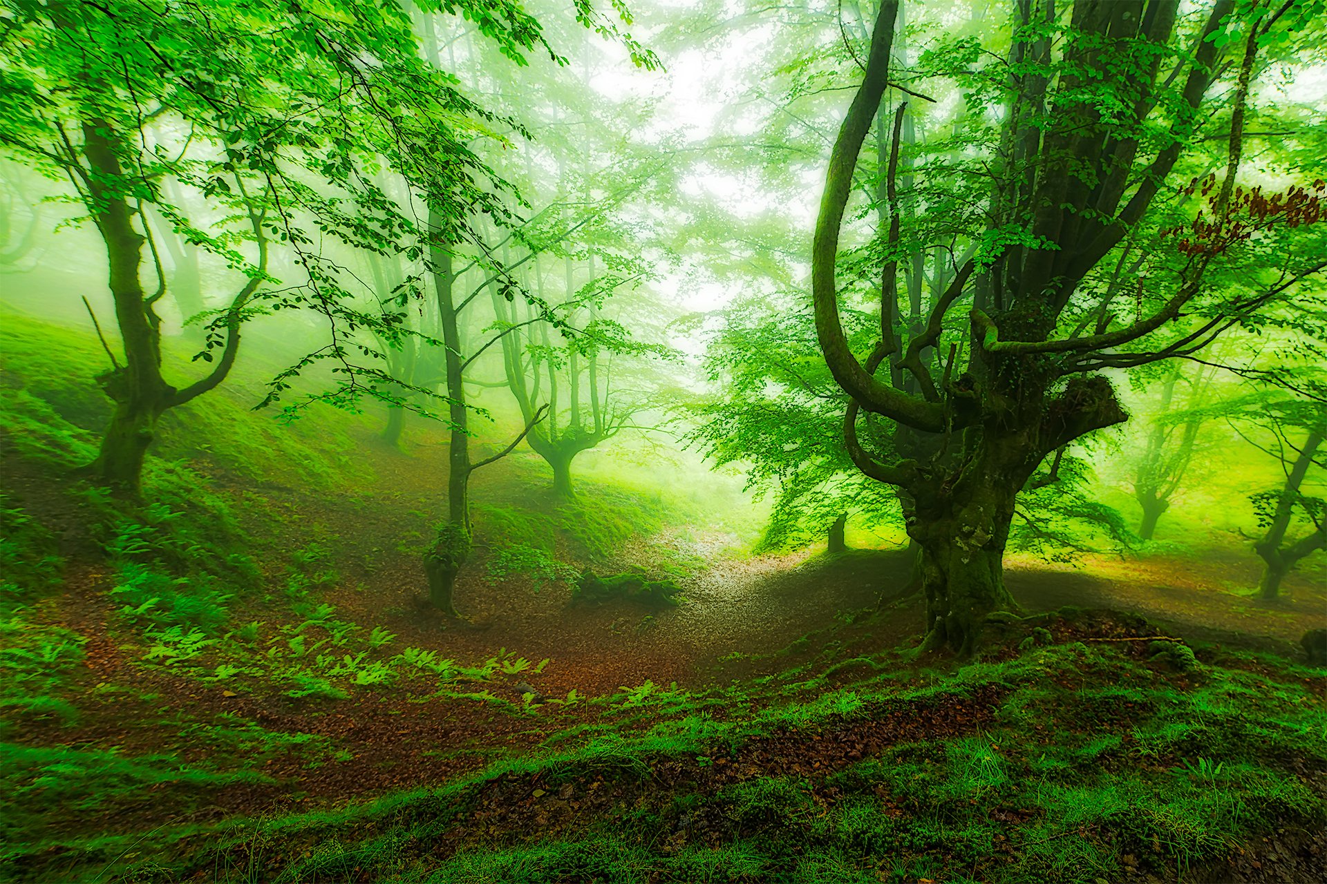 Nature Fog HD Wallpaper