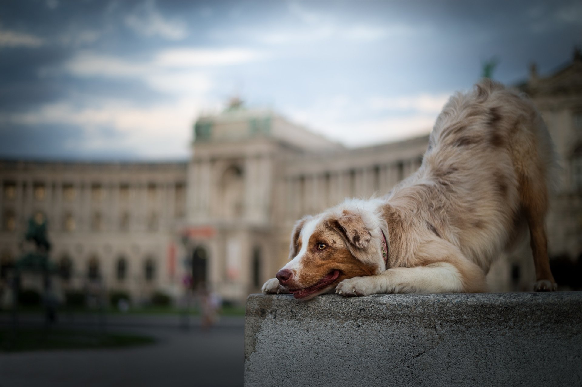 Australian Shepherd in Focus: Stunning HD Dog Portrait with Depth of ...