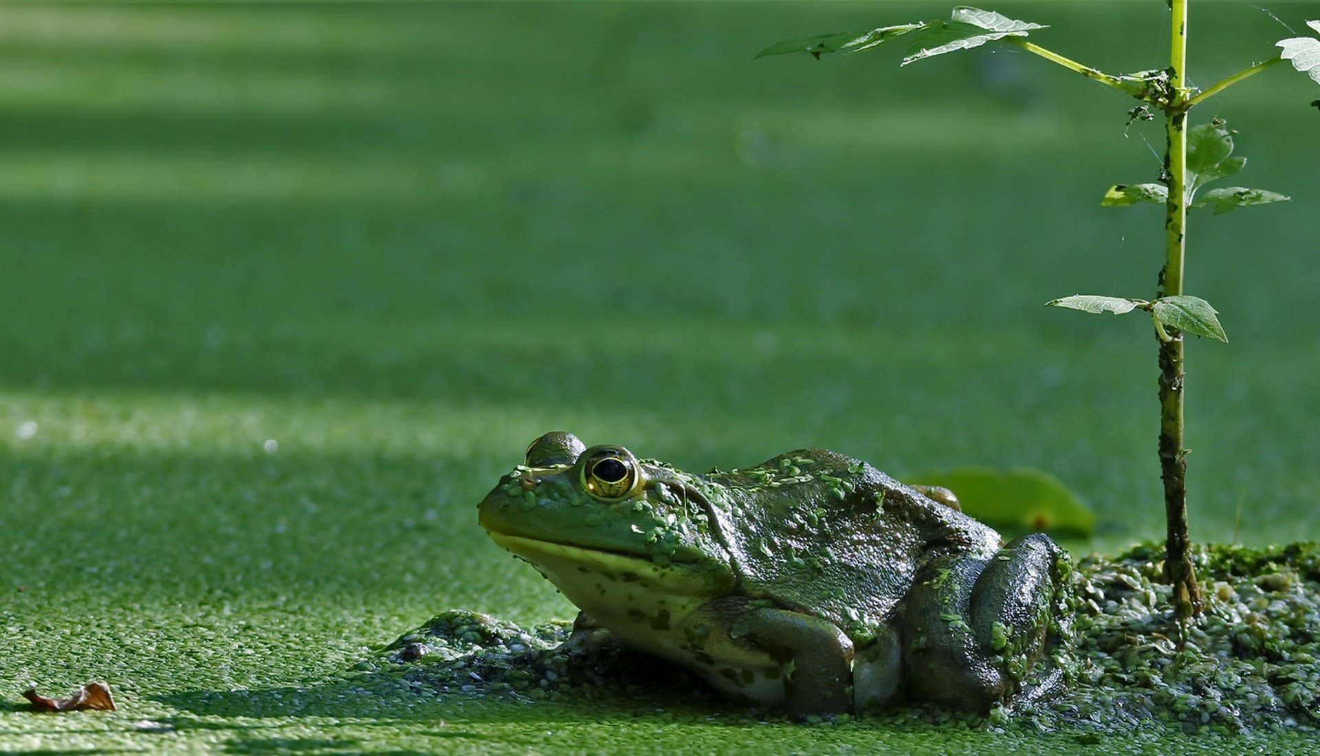 Download Green Amphibian Animal Frog HD Wallpaper