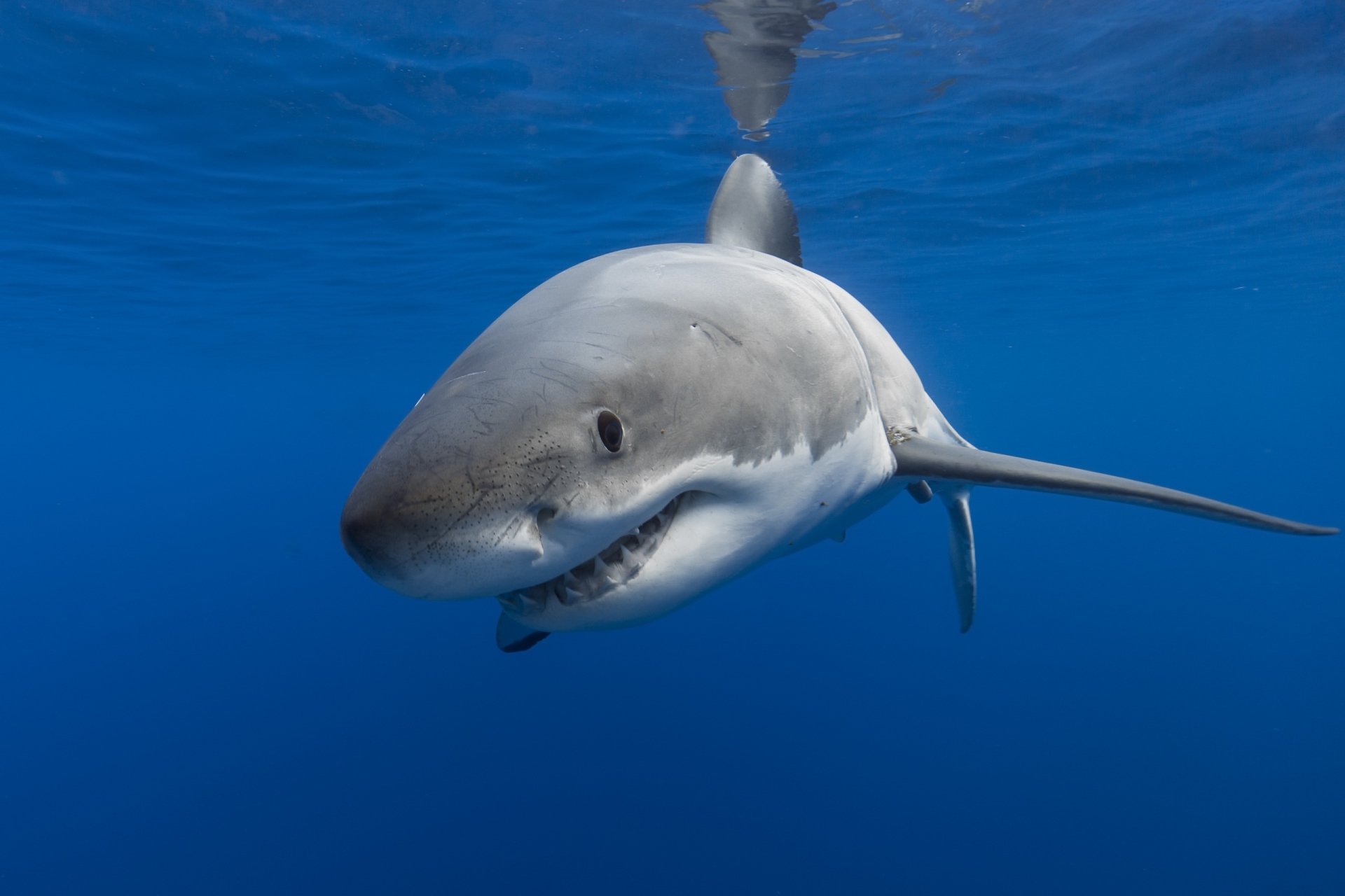 Majestic Shark in Crystal Clear Underwater HD Wallpaper