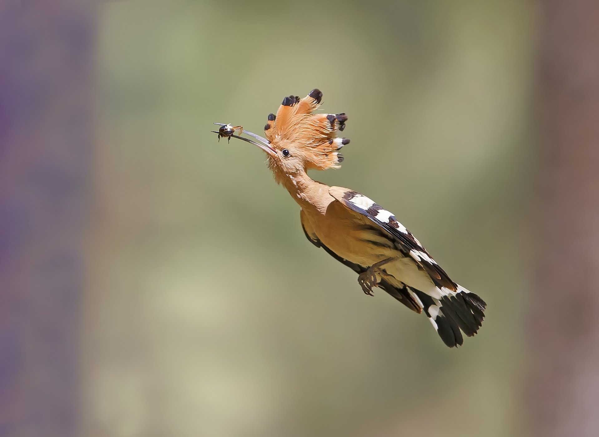 Download Bird Animal Hoopoe HD Wallpaper