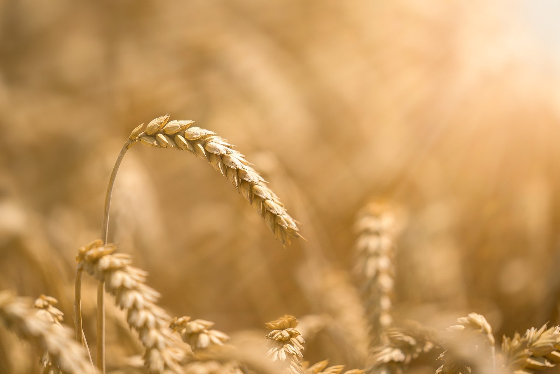 Download Blur Summer Close-up Nature Wheat HD Wallpaper | 2048x1366 ...