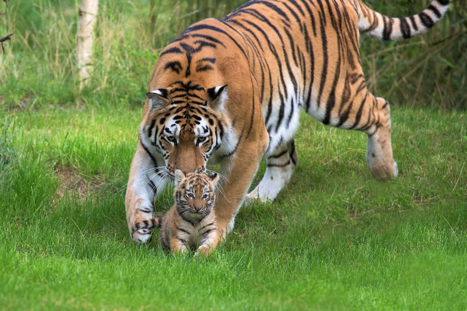 Heartwarming Tiger Love: Adorable Cub and Mom in Stunning HD