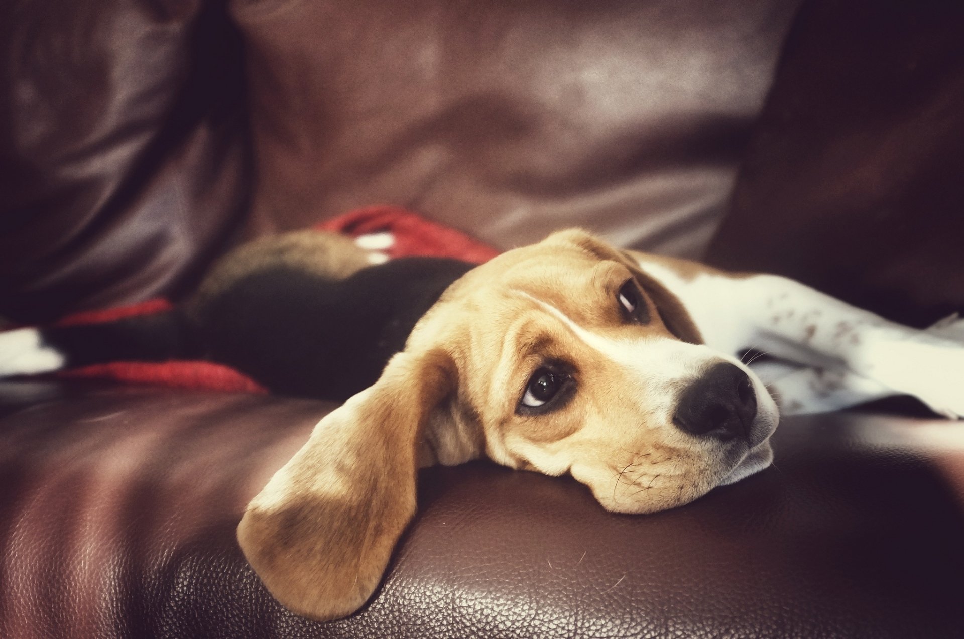 Download Muzzle Dog Animal Beagle HD Wallpaper