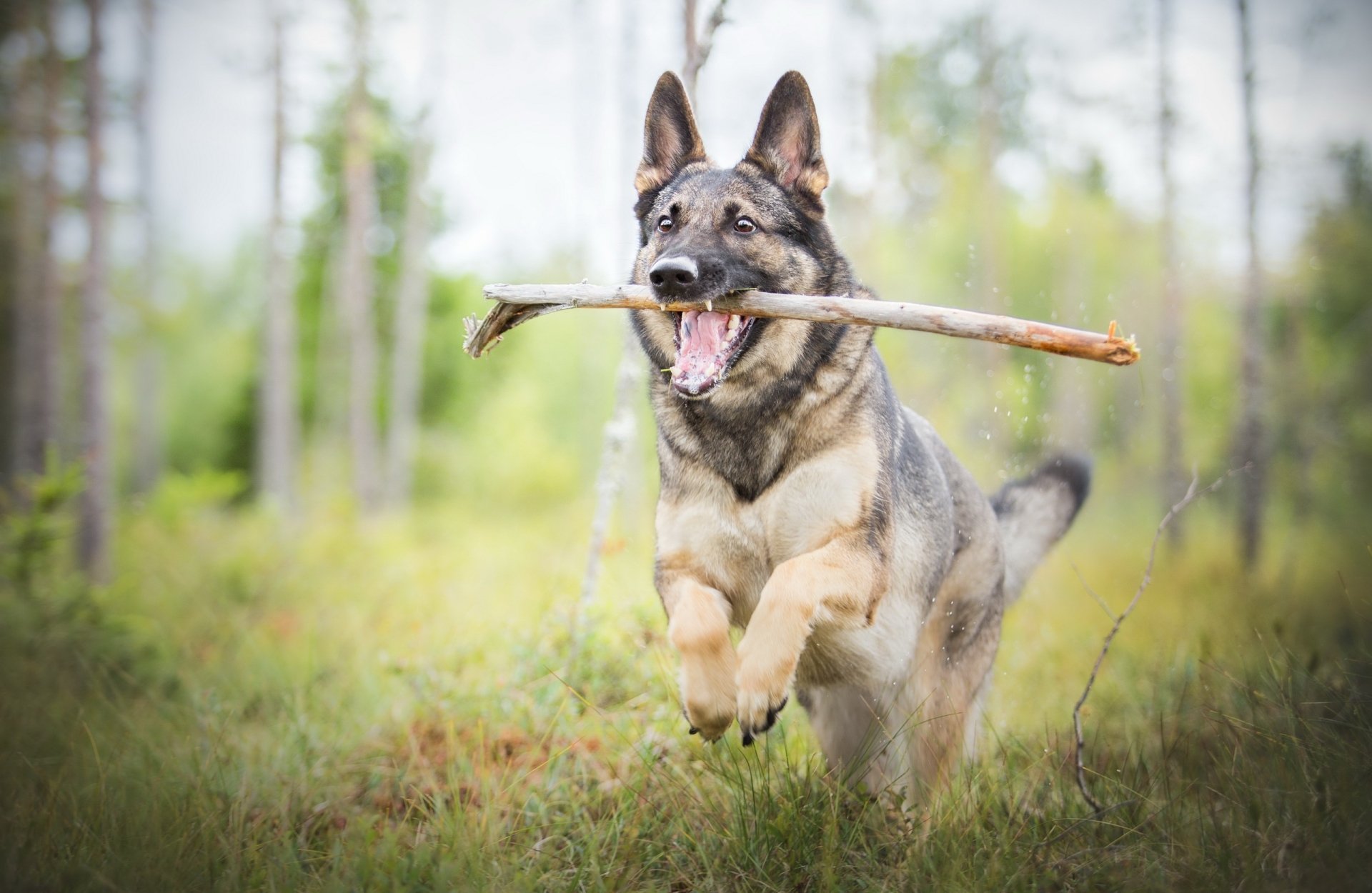 German Shepherd in Action – HD Animal Wallpaper with Stunning Depth of ...