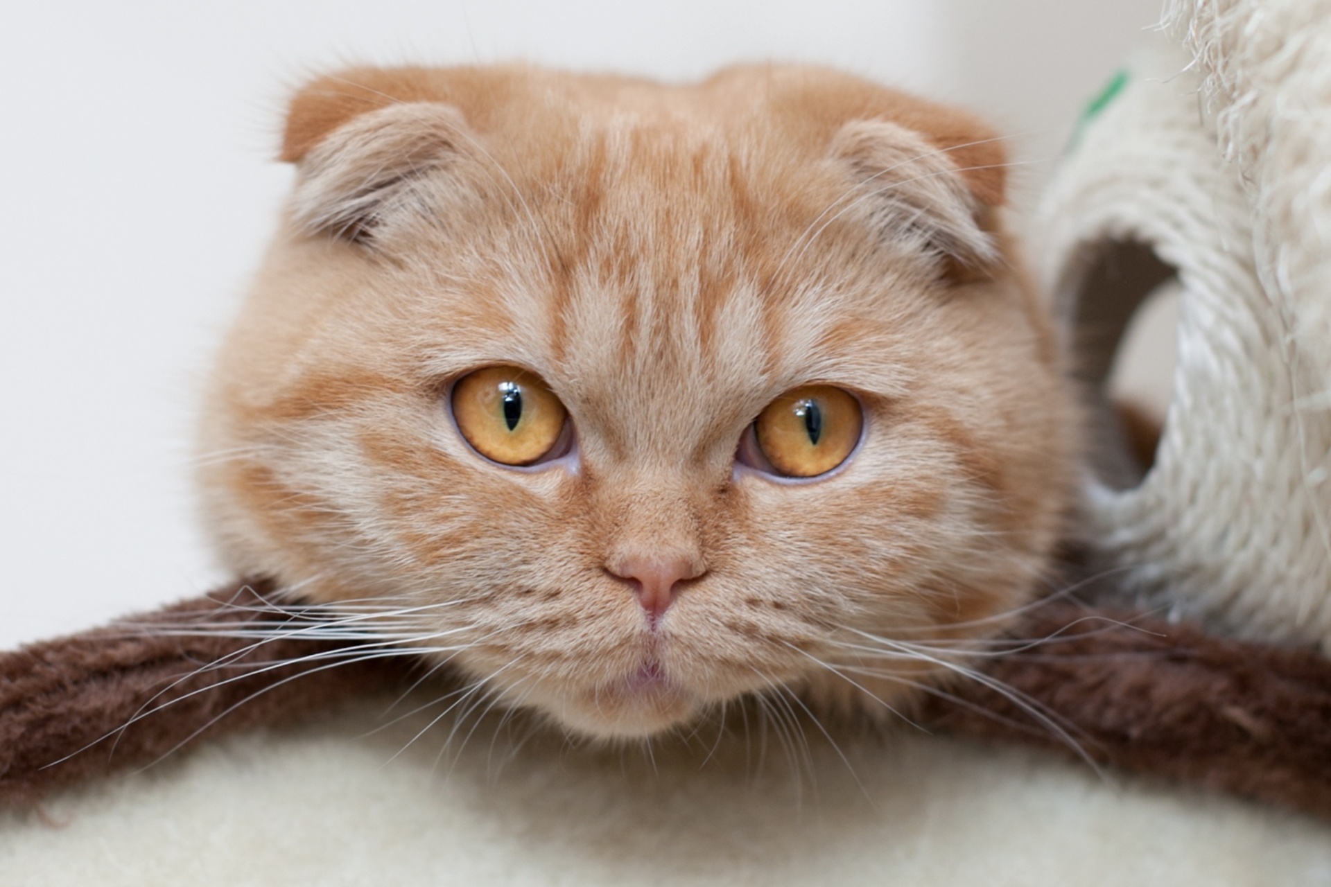 Download Stare Animal Cat HD Wallpaper