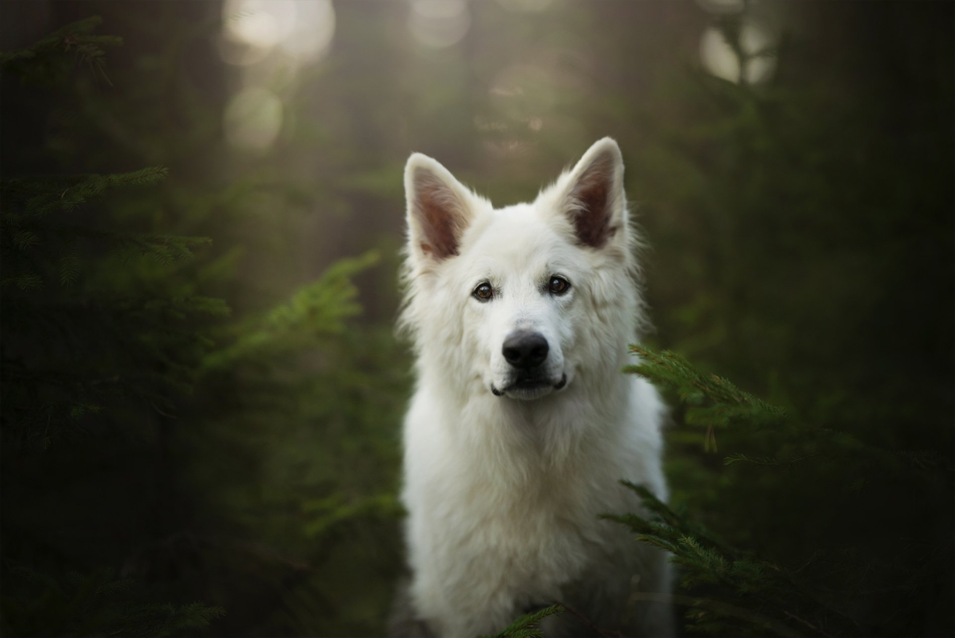 Download Stare Dog Animal White Shepherd HD Wallpaper