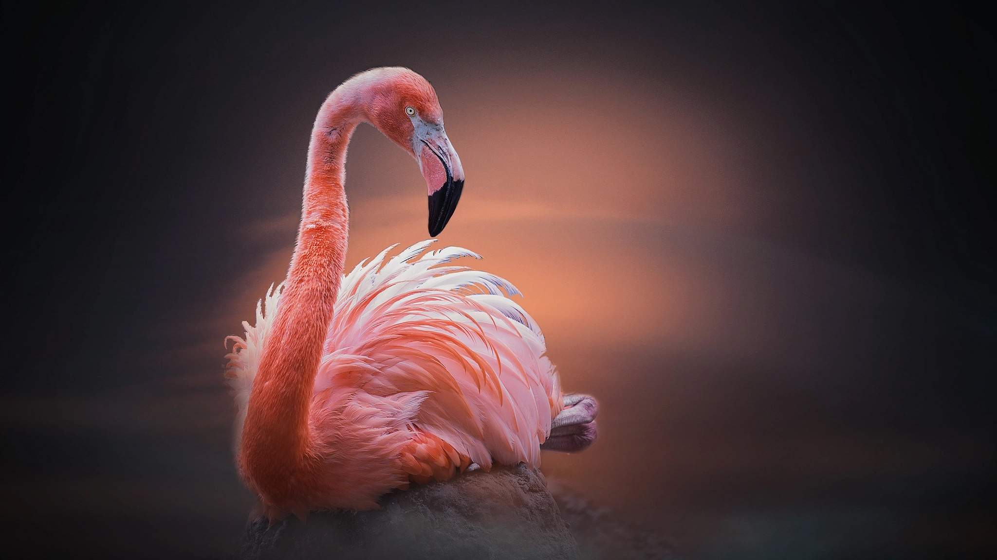 Beautiful Flamingo Wallpaper