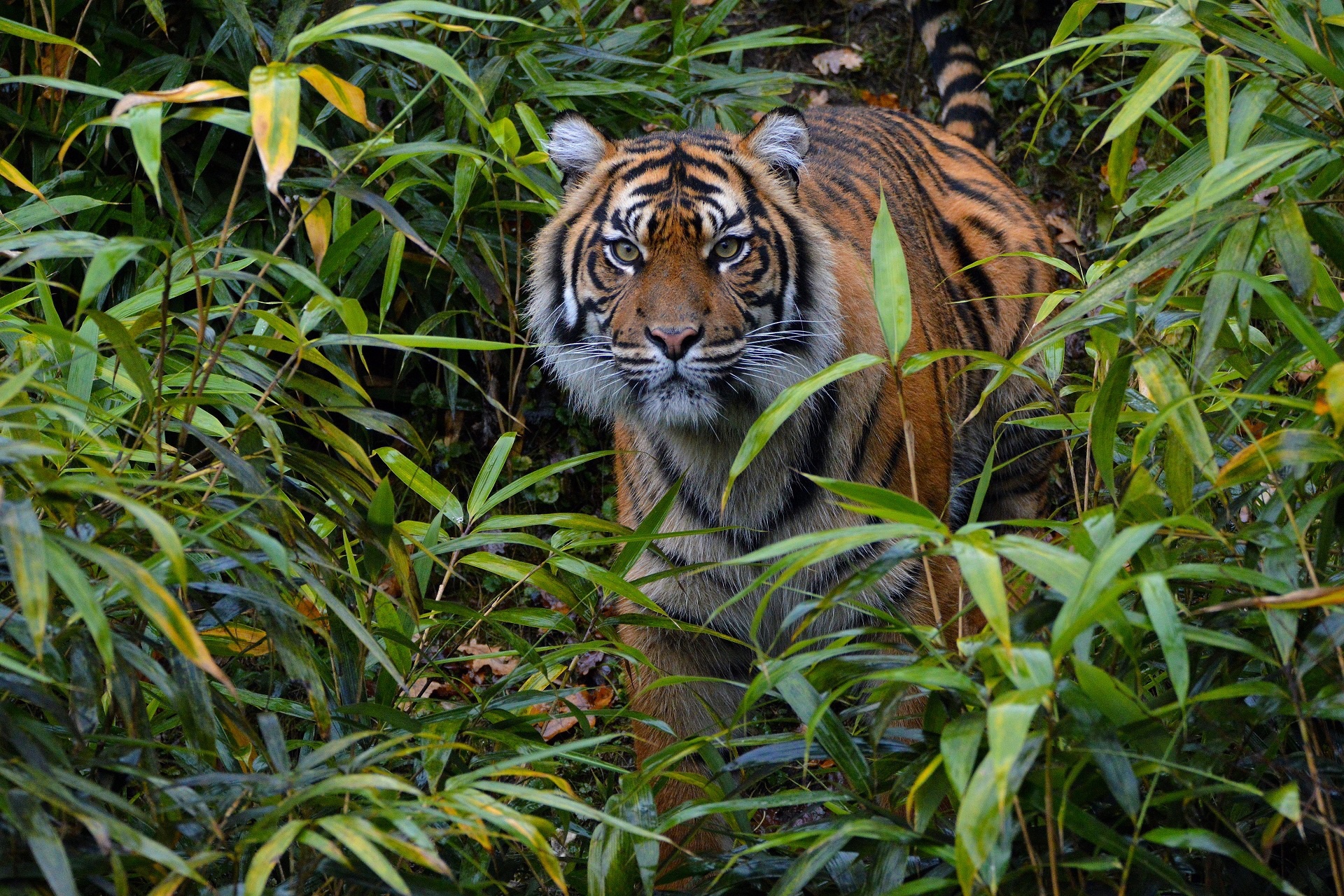 Download Stare Animal Tiger HD Wallpaper