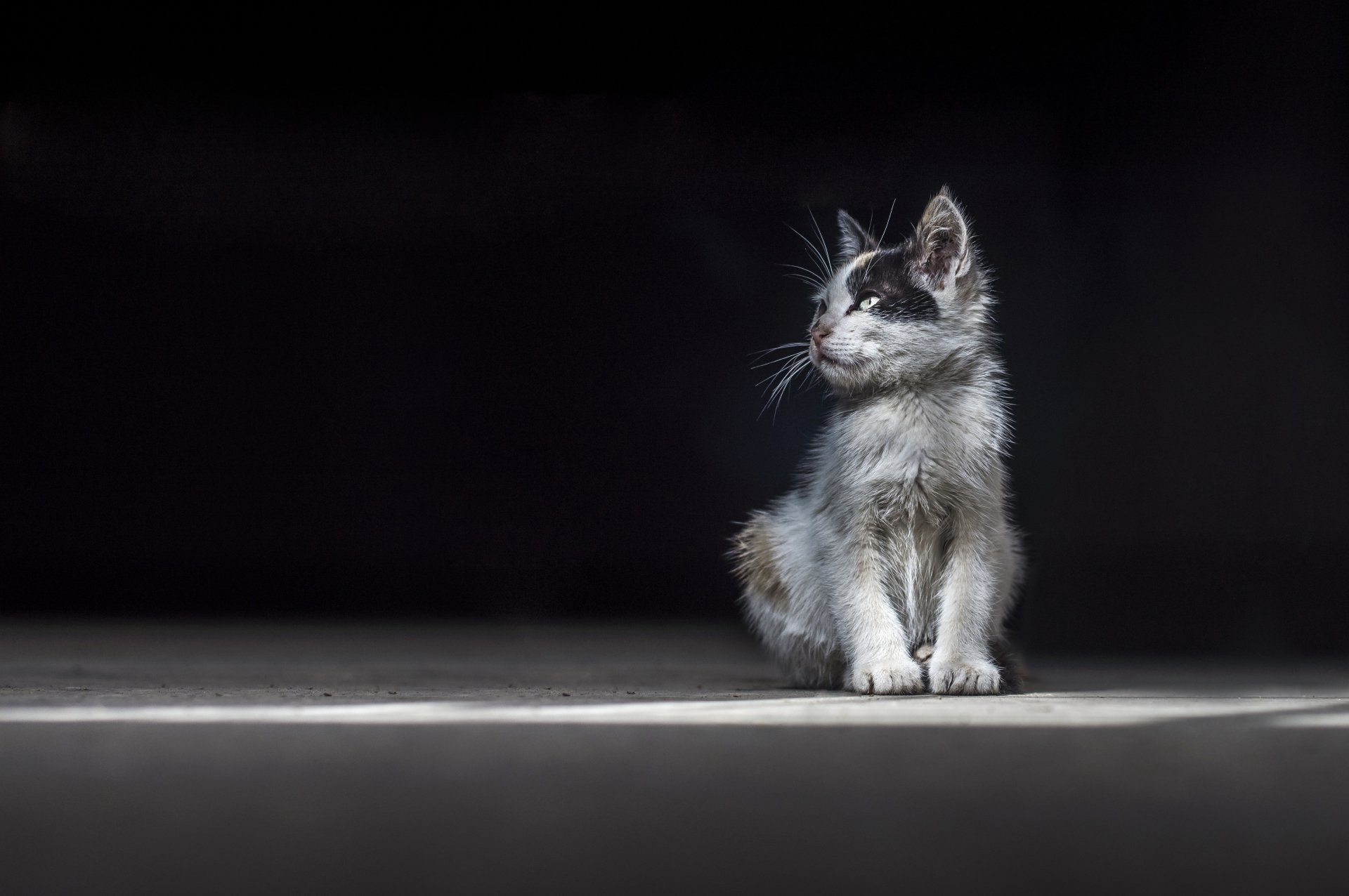 4K Ultra HD Portrait of a Majestic Kitten in Spotlight by Abdou Moussaoui