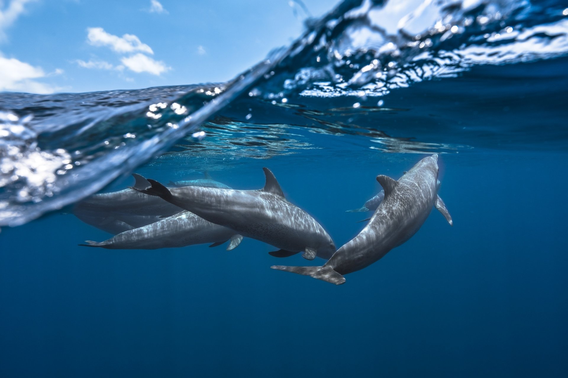 Tranquil Dolphins: Underwater HD Wallpaper