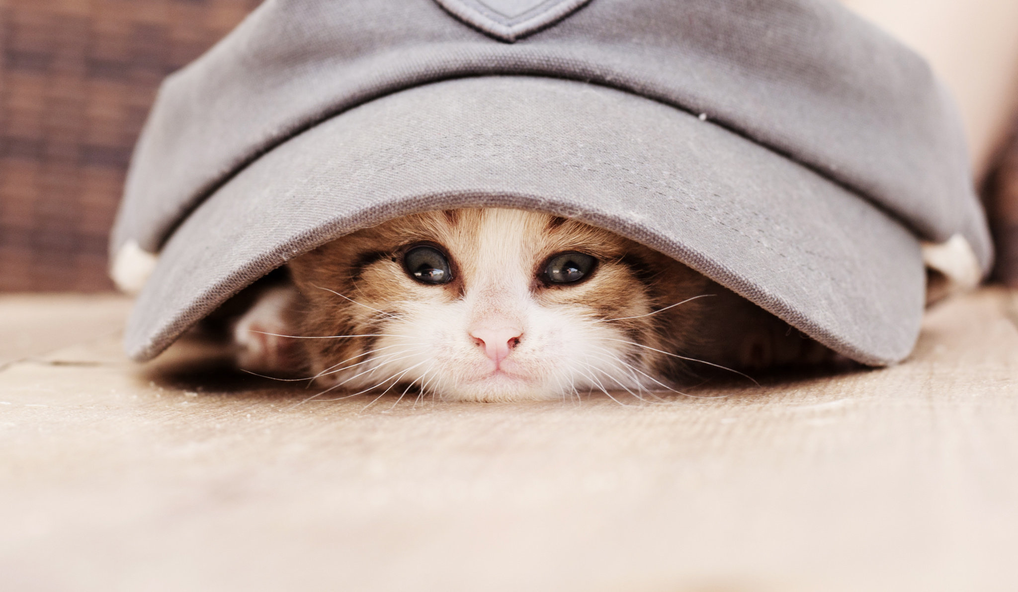 Download Stare Baby Animal Cap Kitten Animal Cat HD Wallpaper