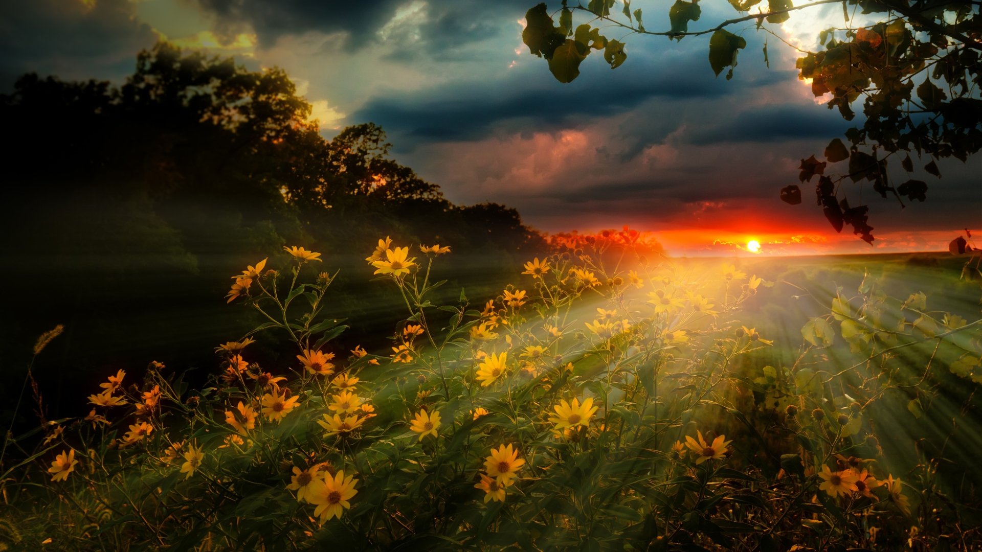 Sunbeam Serenade: Yellow Flowers Greet the Sunrise in HD Nature Glory