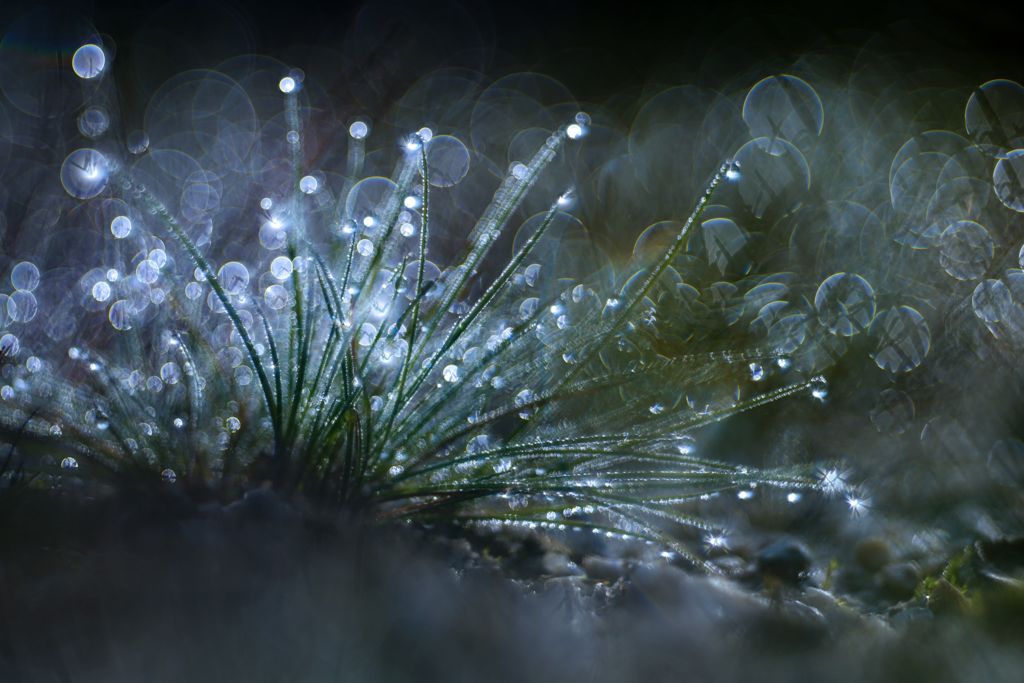 Grass HD Wallpaper by Rik Janssen
