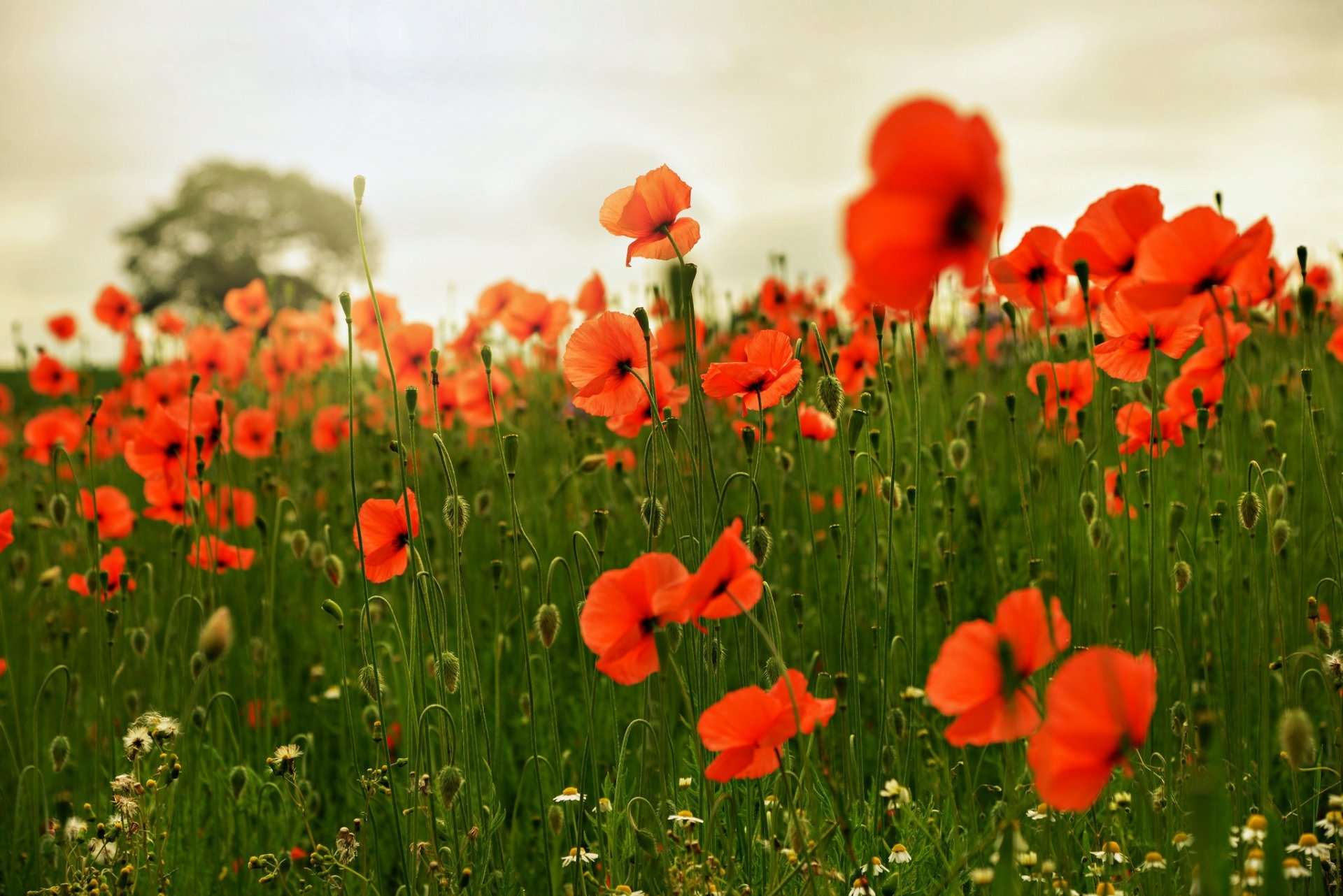 Download Orange Flower Summer Flower Nature Poppy HD Wallpaper ...