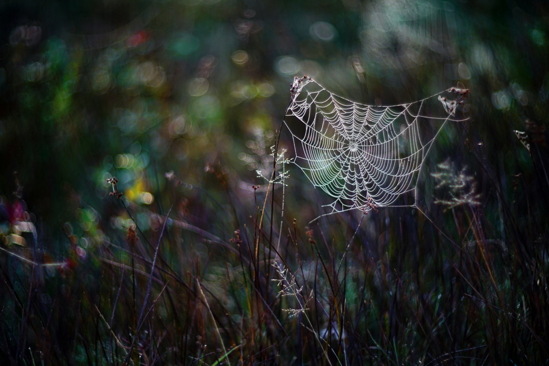 Download Bokeh Close-up Nature Photography Spider Web HD Wallpaper by ...