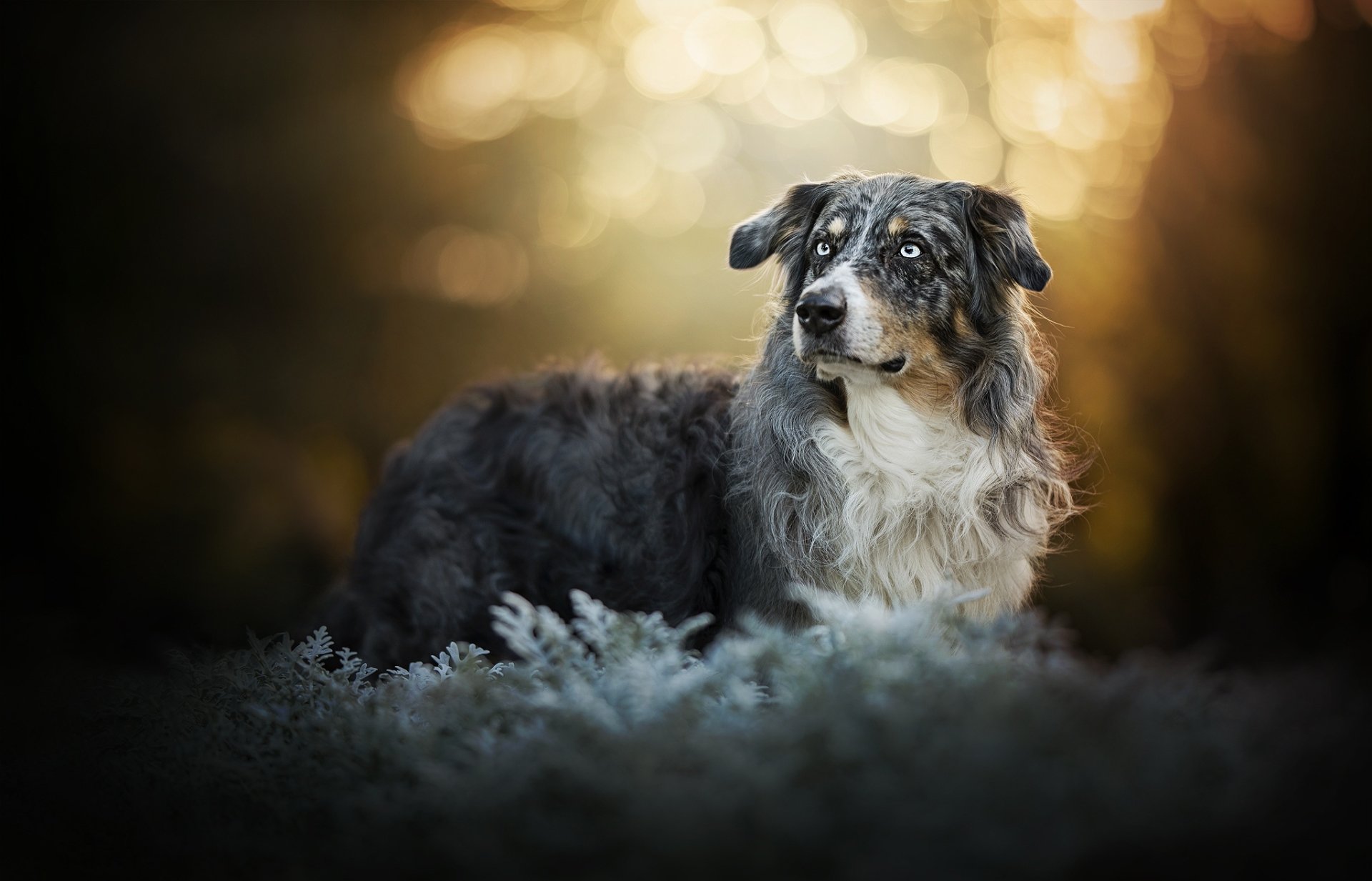 Download Depth Of Field Dog Animal Australian Shepherd HD Wallpaper