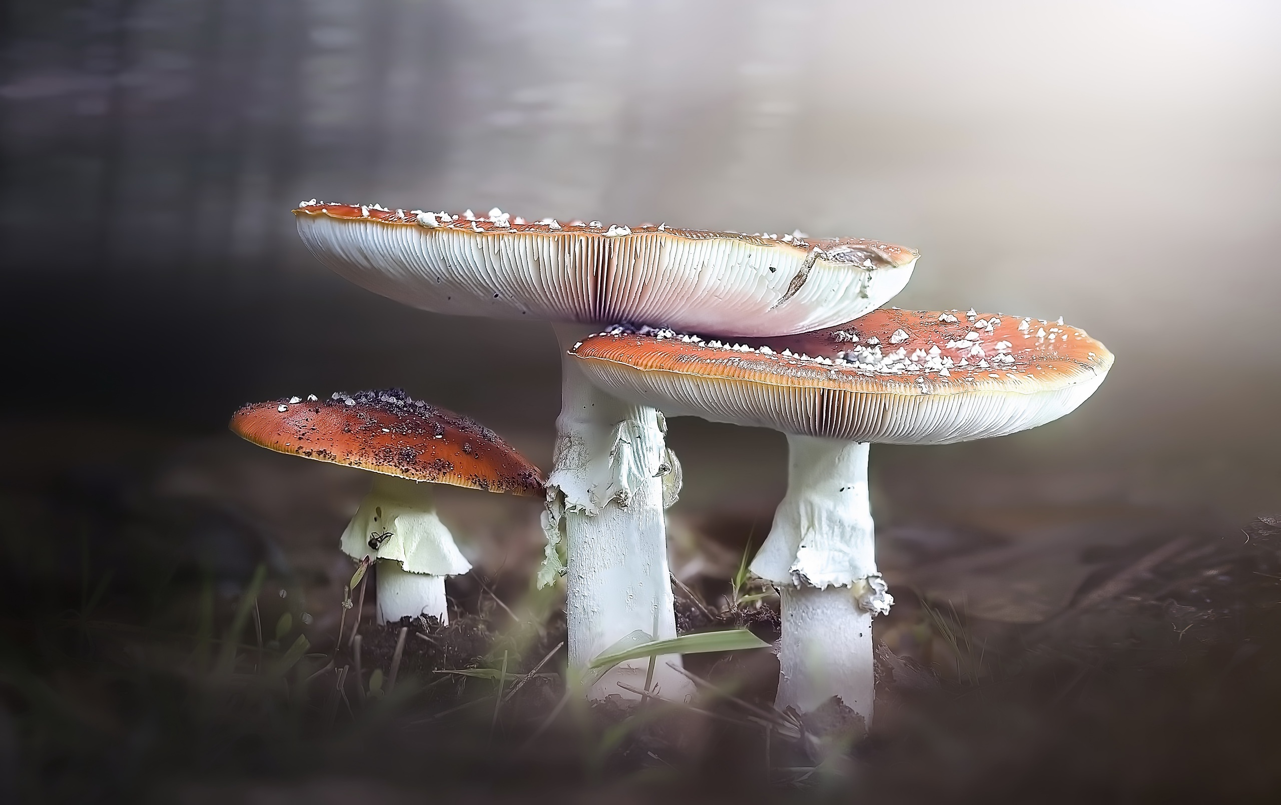 Download Fog Macro Fall Nature Mushroom HD Wallpaper