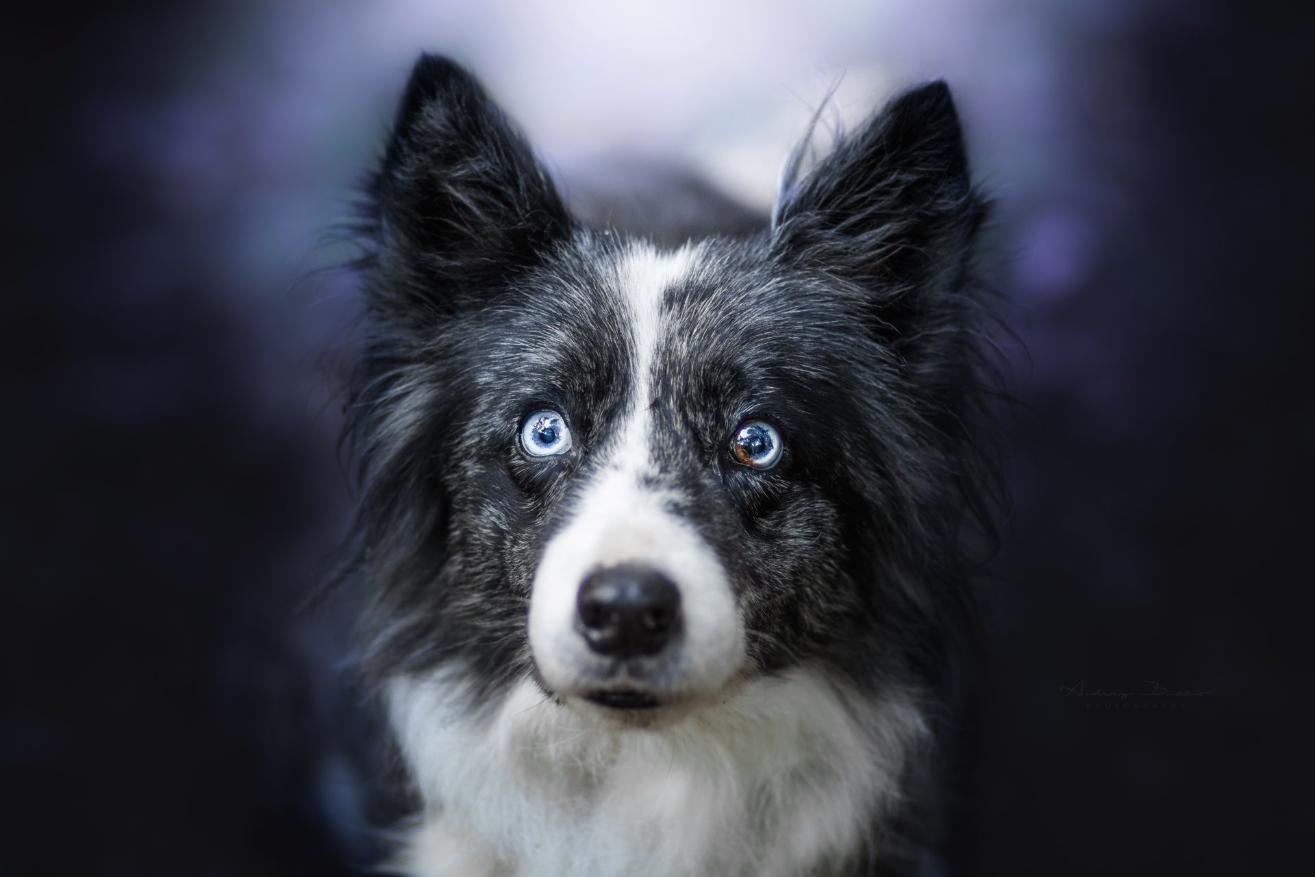 Download Stare Muzzle Dog Animal Border Collie 4k Ultra HD Wallpaper