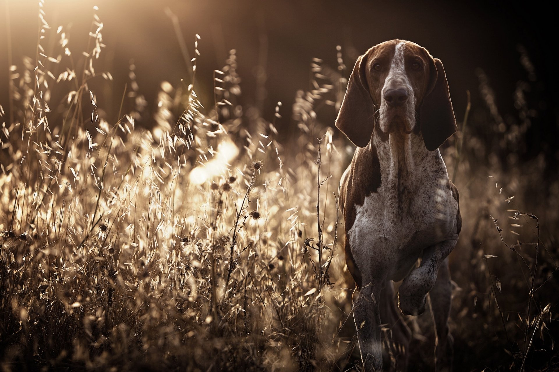 Download Stare Depth Of Field Sunny Dog Animal Pointer HD Wallpaper
