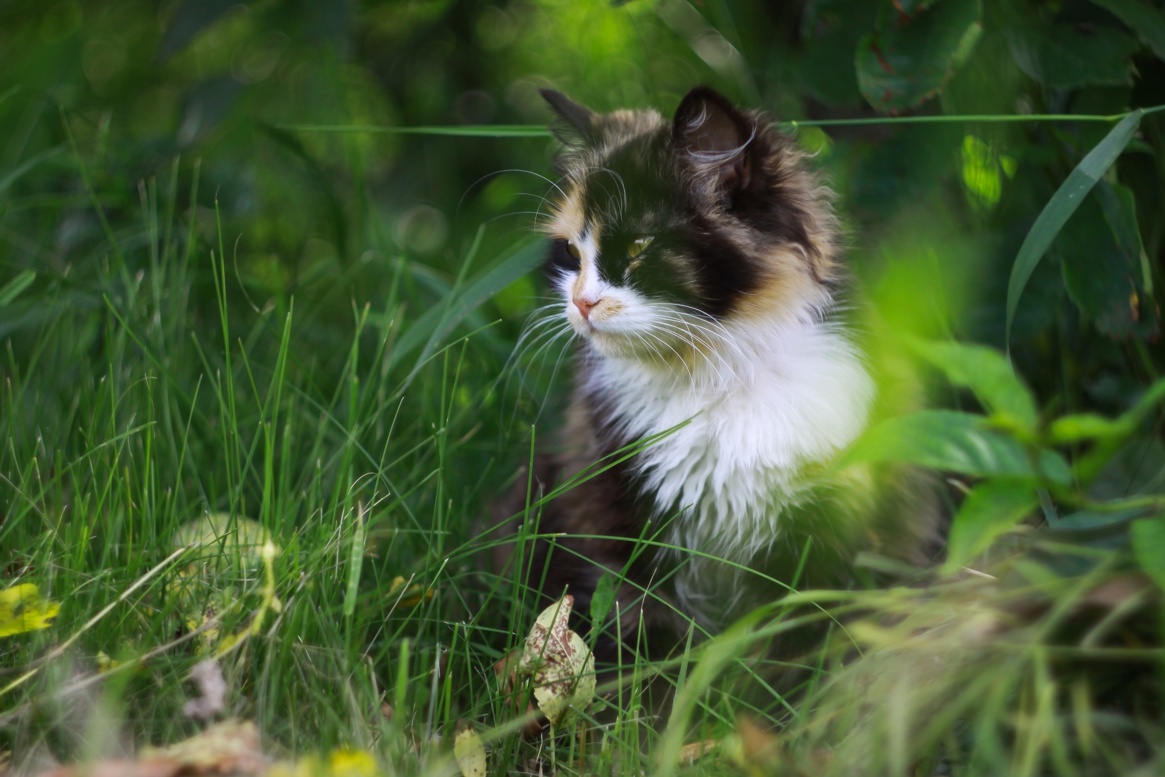Download Grass Animal Cat HD Wallpaper