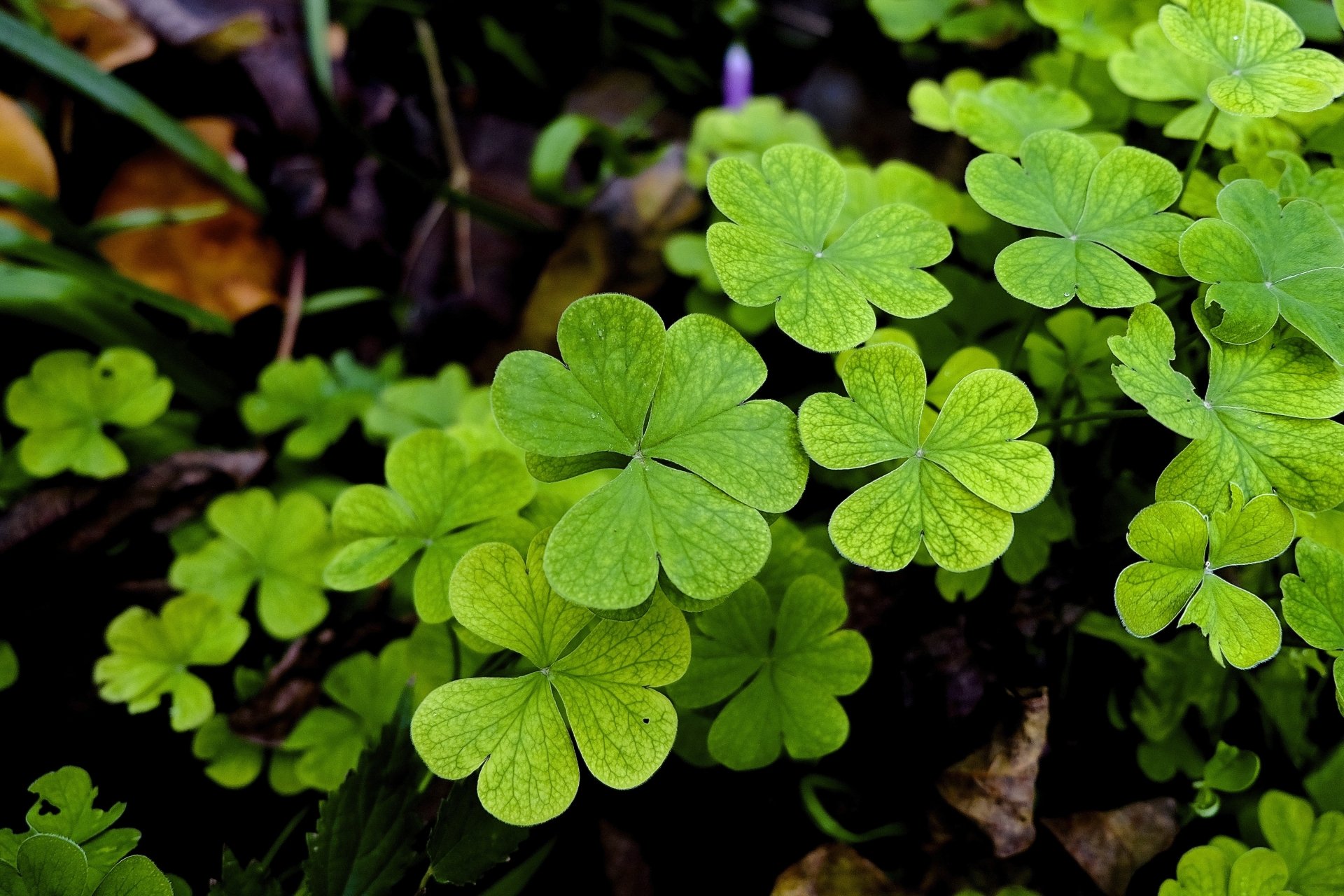 4K Ultra HD Clover Greenscape: Nature’s Lush Serenity