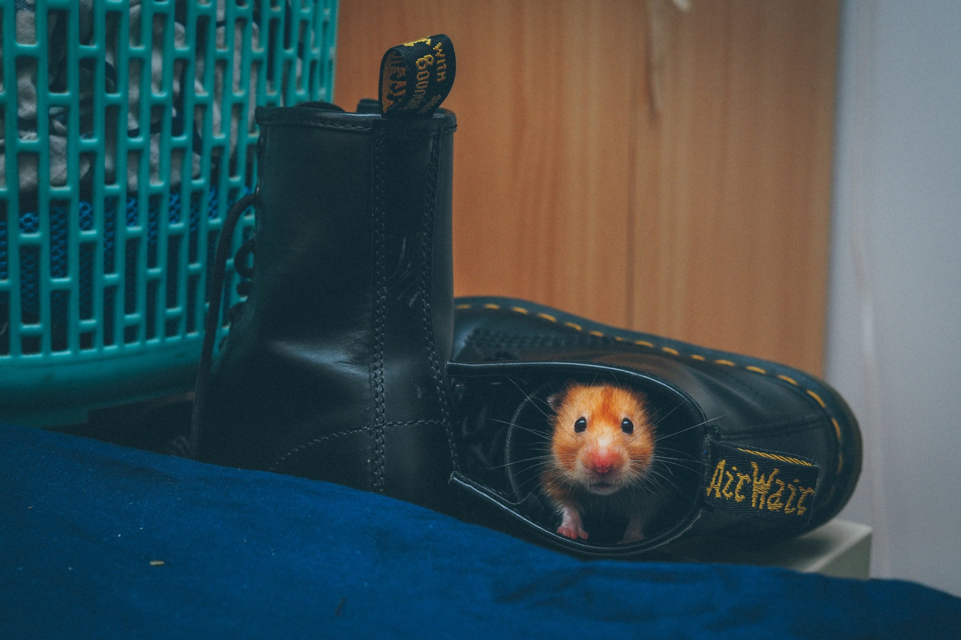 Download Animal Mouse 4k Ultra HD Wallpaper