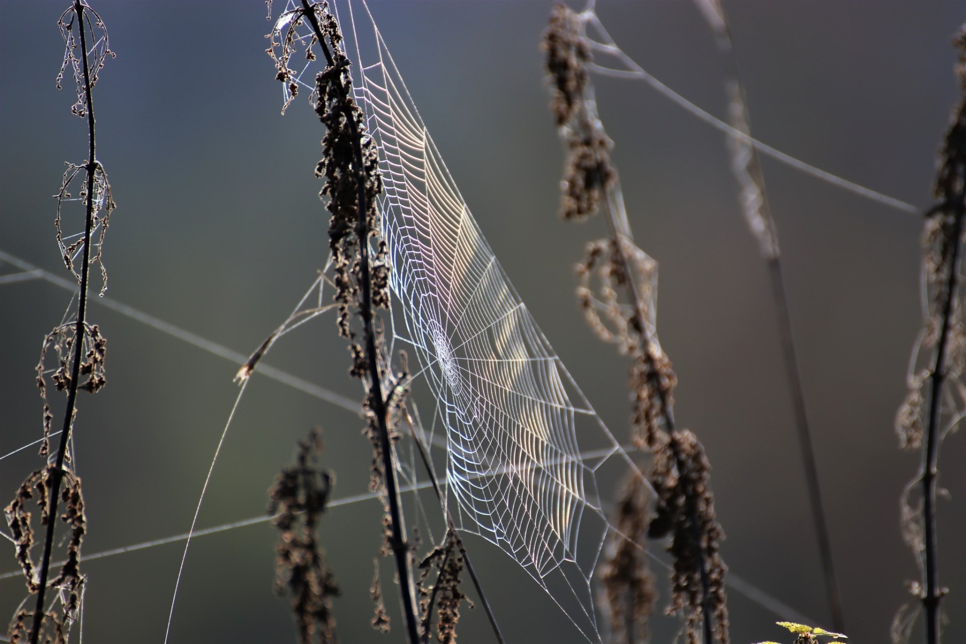 Download Macro Photography Spider Web HD Wallpaper