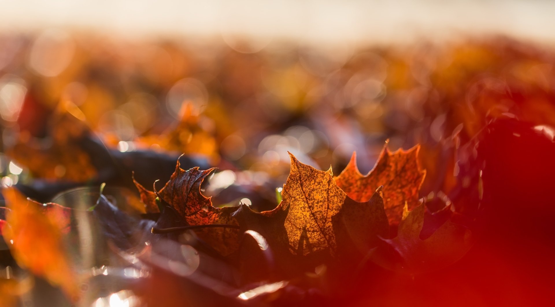 Download Macro Bokeh Fall Nature Leaf HD Wallpaper