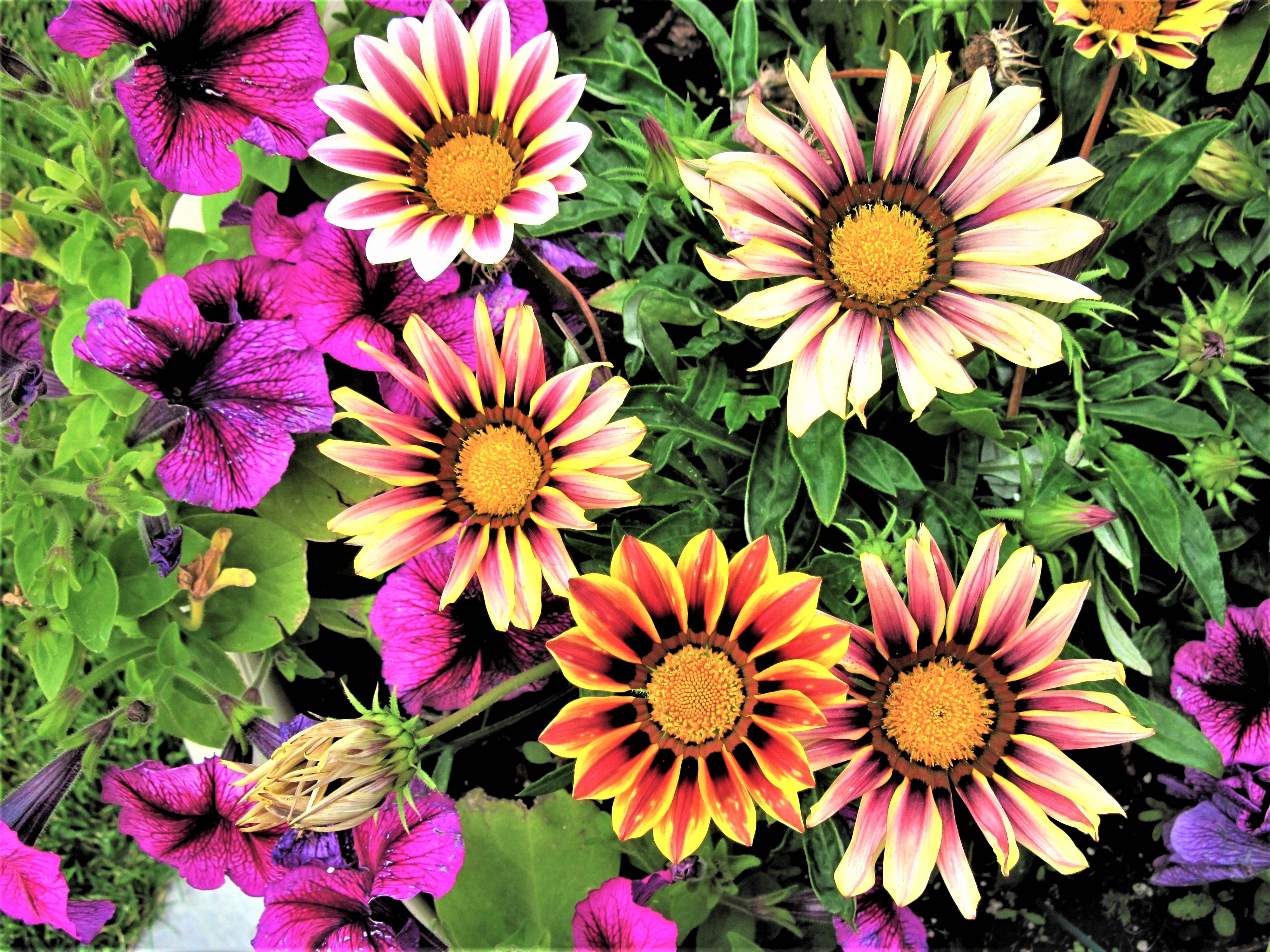 Download Colorful Colors Flower Nature Gazania 4k Ultra HD Wallpaper