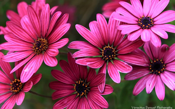 Download Purple Flower Spring Daisy Nature African Daisy HD Wallpaper