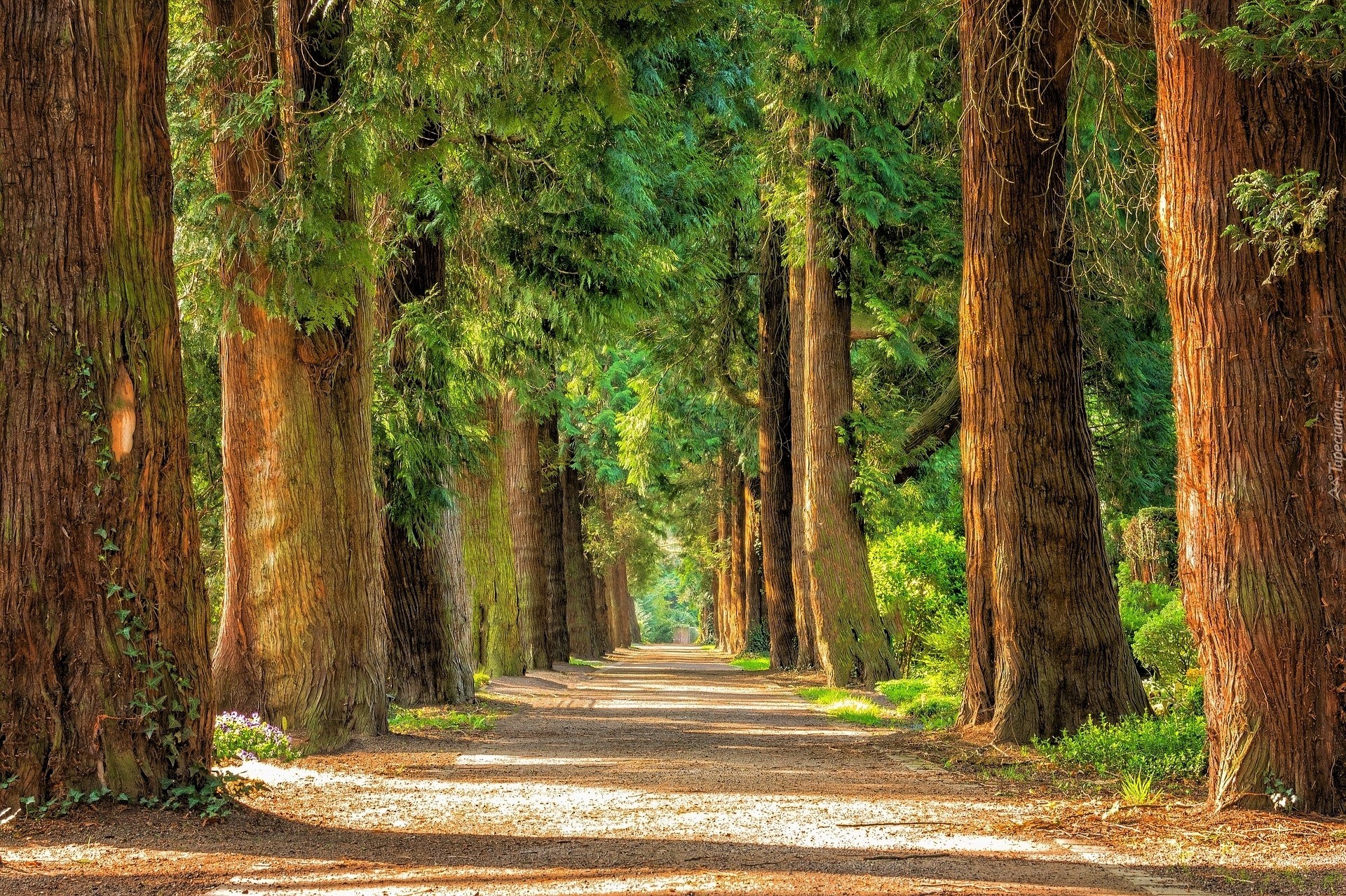 Download Green Sequoia Tree-lined Man Made Road HD Wallpaper