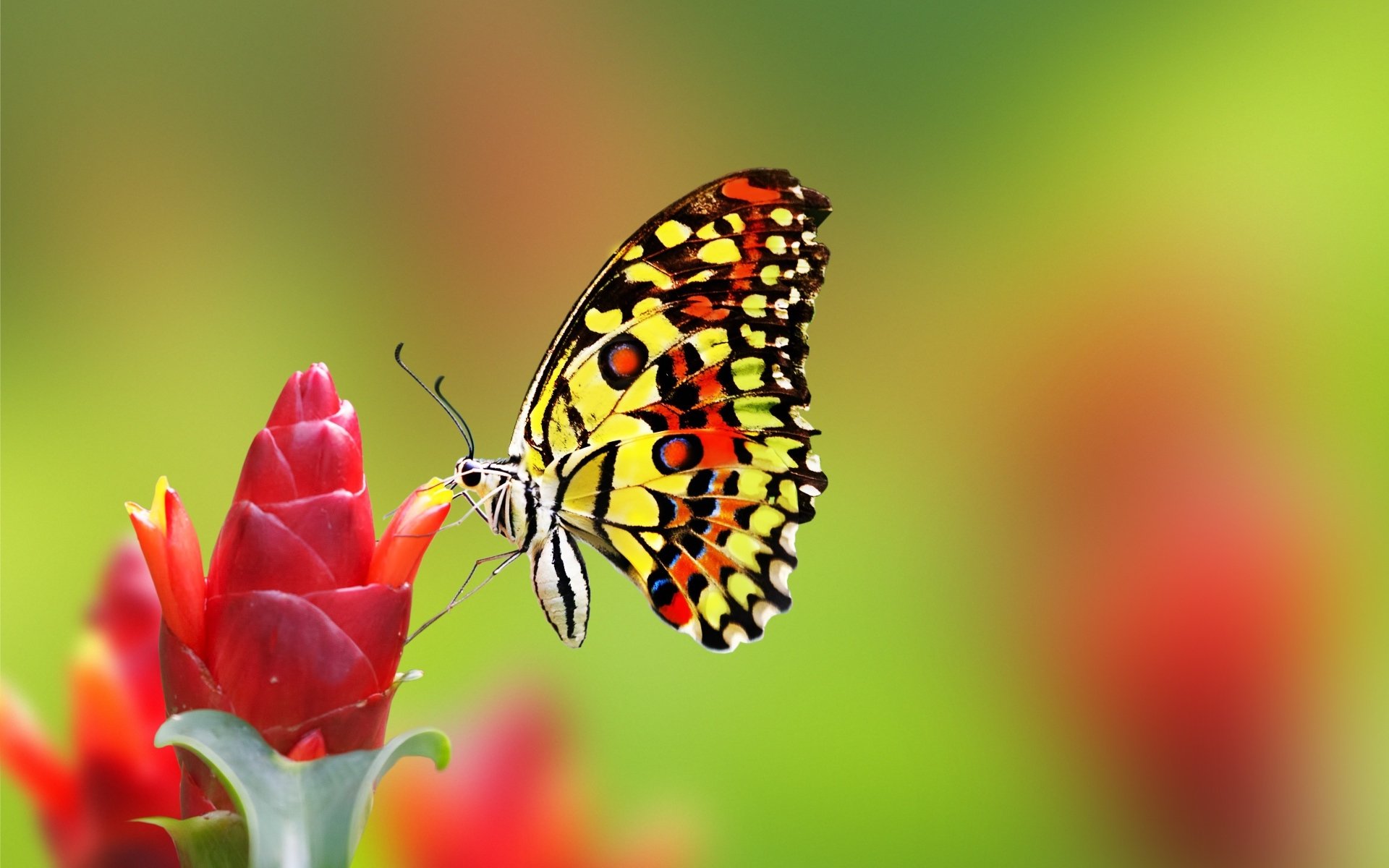 Colorful Butterfly
