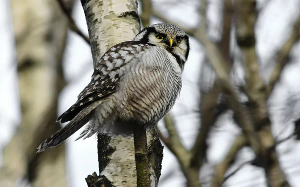 Download Colorful Colors Leaf Fall Birch Tree Nature Lake HD Wallpaper
