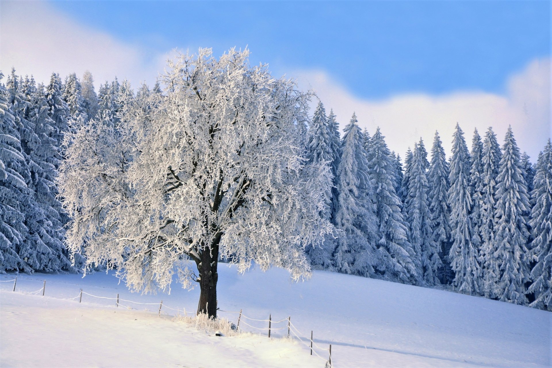 Tree in Winter Forest HD Wallpaper | Hintergrund | 3000x2000 | ID ...