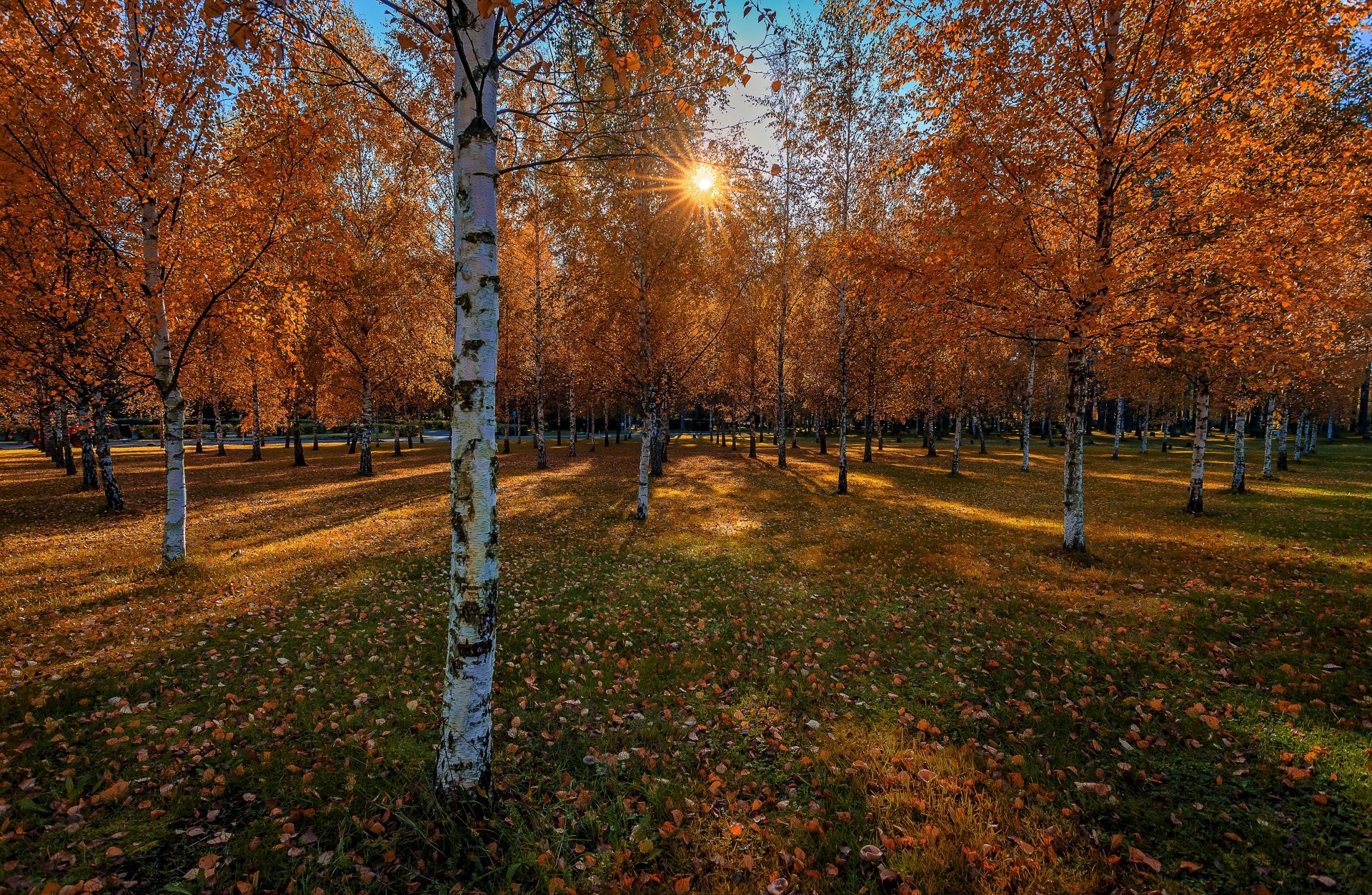 Download Sunset Fall Park Tree Nature Birch 4k Ultra HD Wallpaper