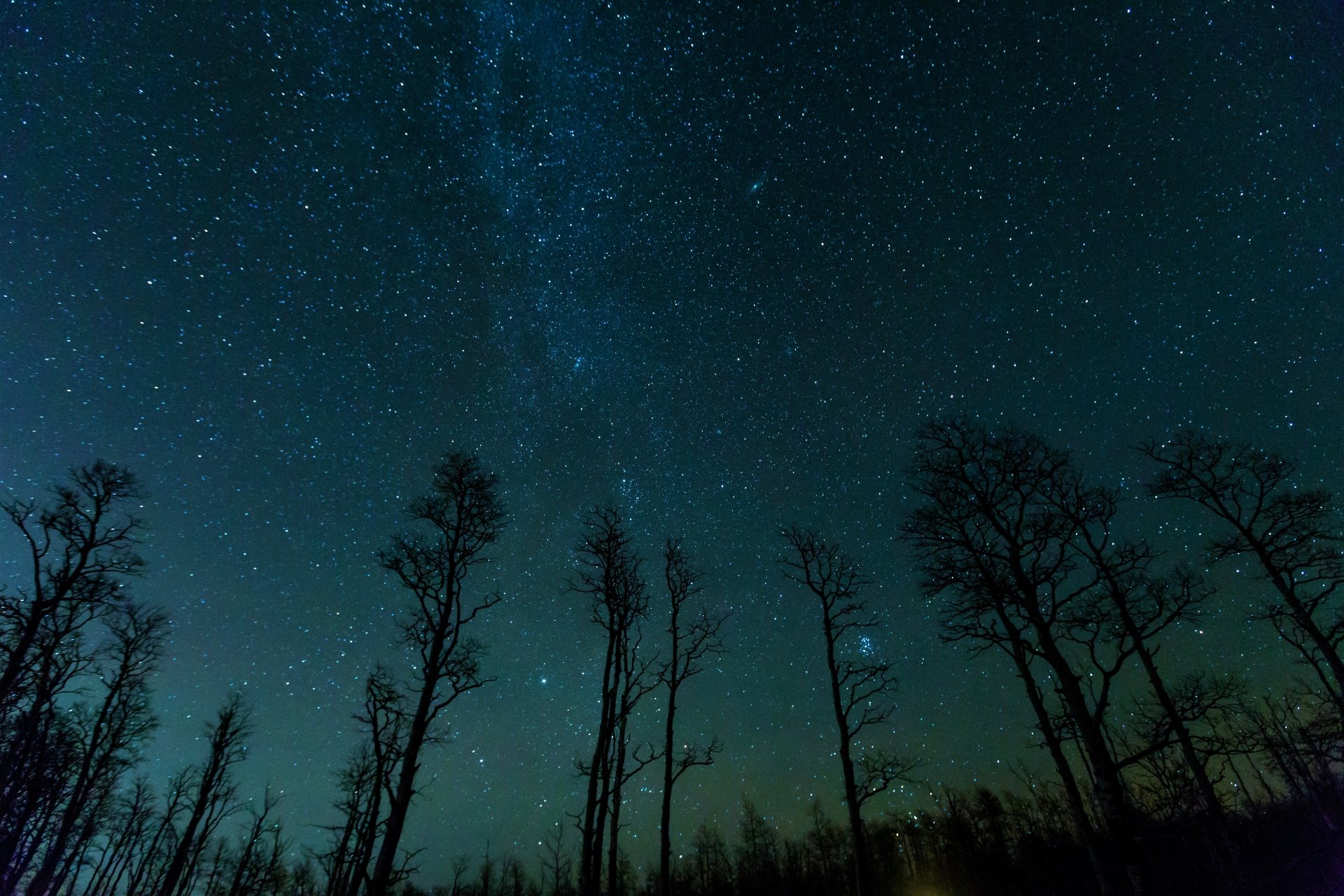 4K Ultra HD Nightscape: Silhouetted Trees Under the Milky Way