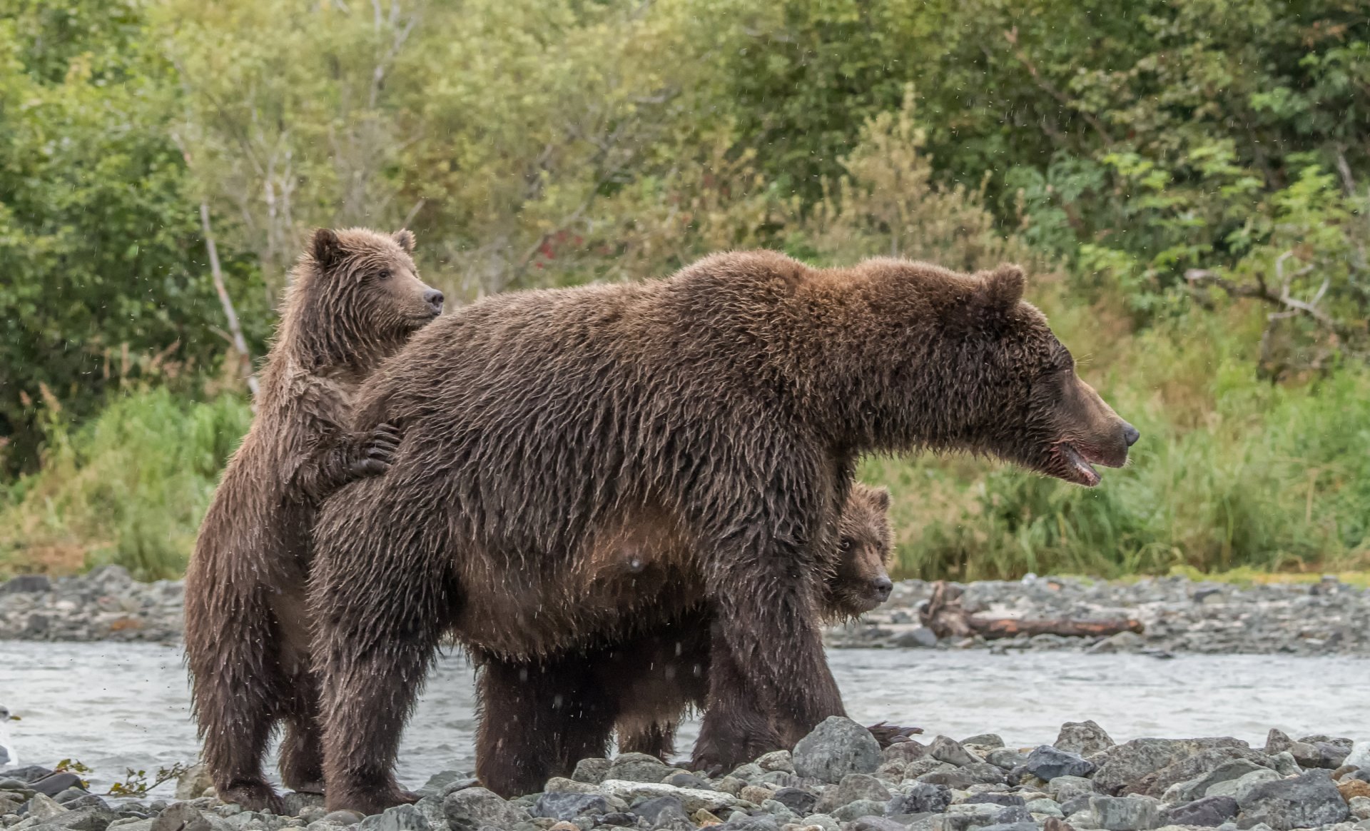 Adorable Bear Cub with Mom in Stunning HD Nature Wallpaper | 2640x1600 ...