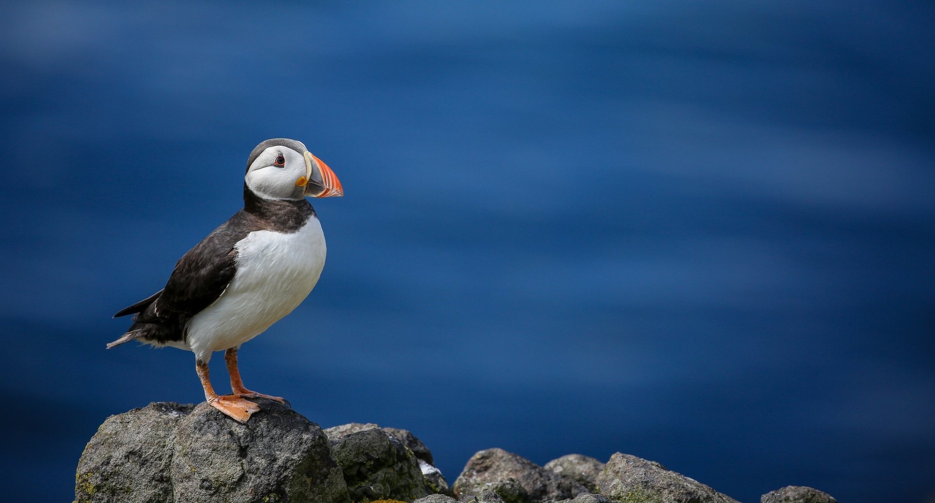 Majestic Puffin in Nature: Stunning HD Animal Wallpaper