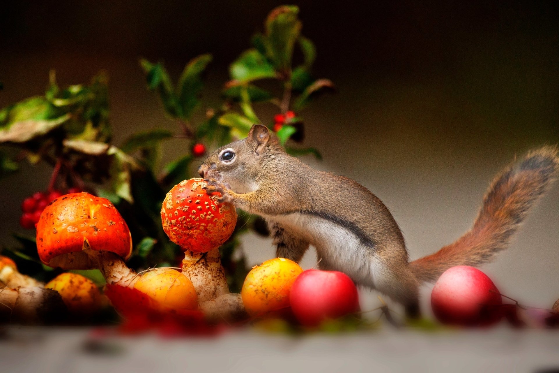 Curious Squirrel Among Vibrant Mushrooms - HD Animal Wallpaper