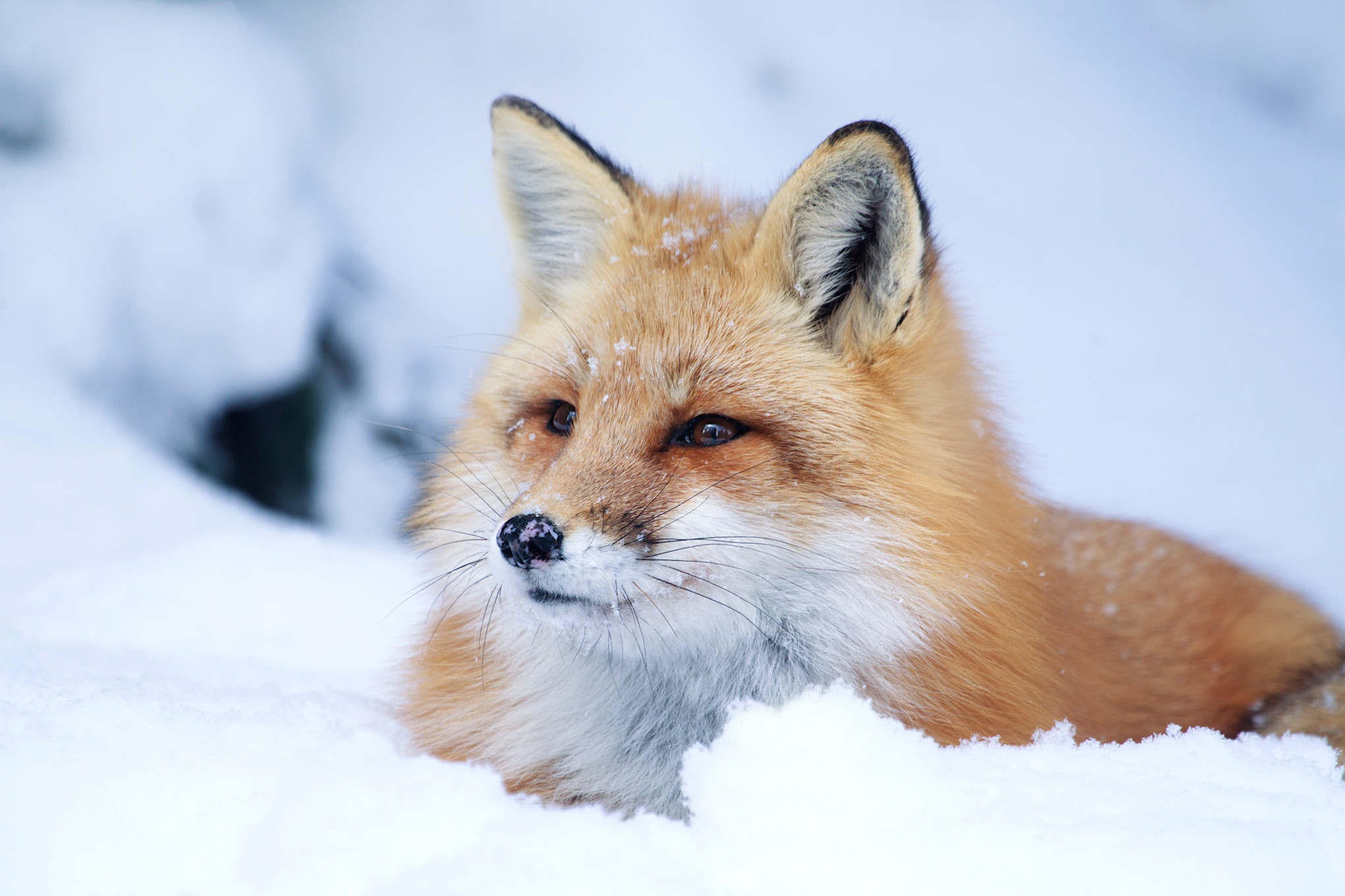 Download Snow Winter Animal Fox HD Wallpaper
