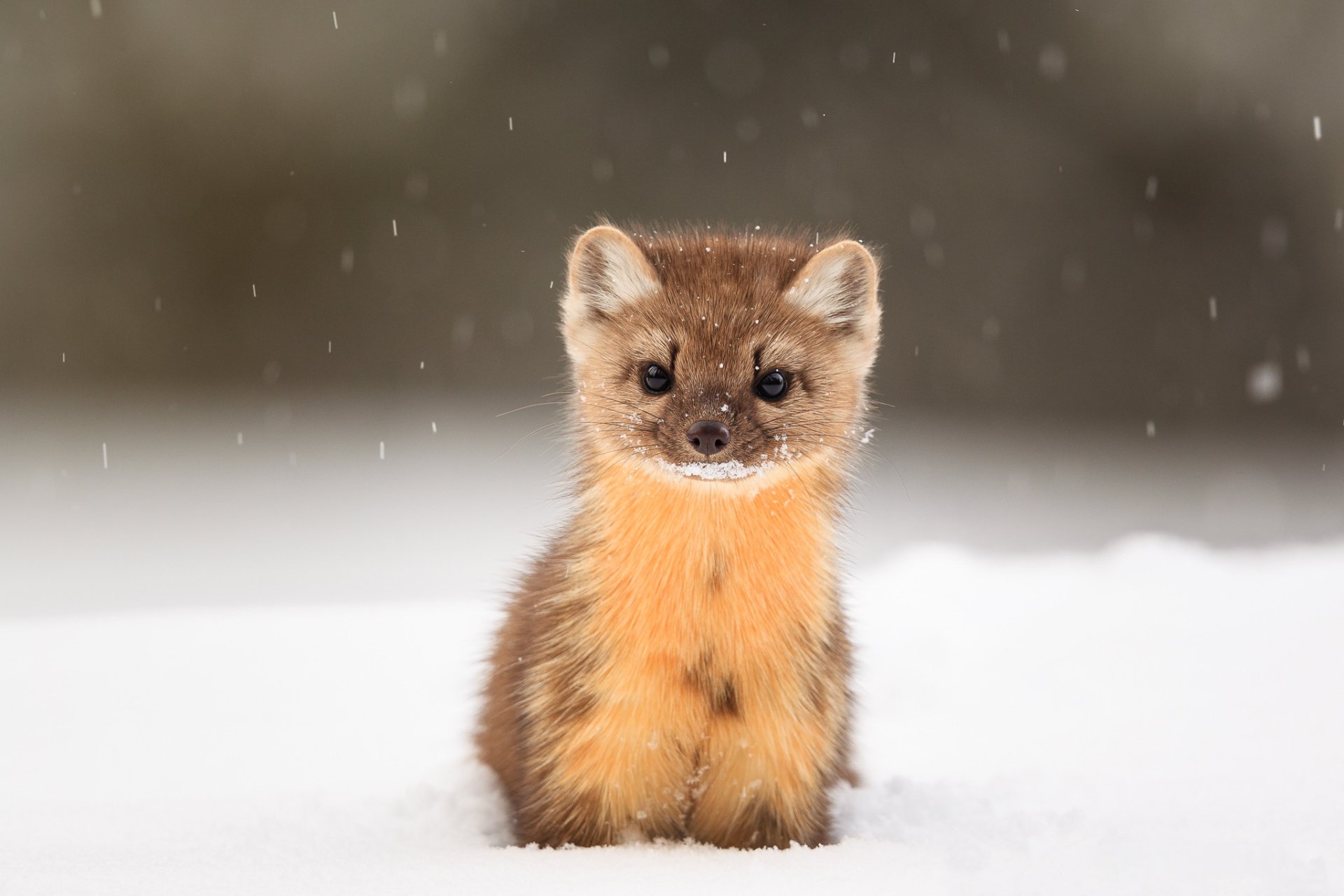 Charming American Marten Amidst Gentle Snowfall – Cute HD Animal Wallpaper